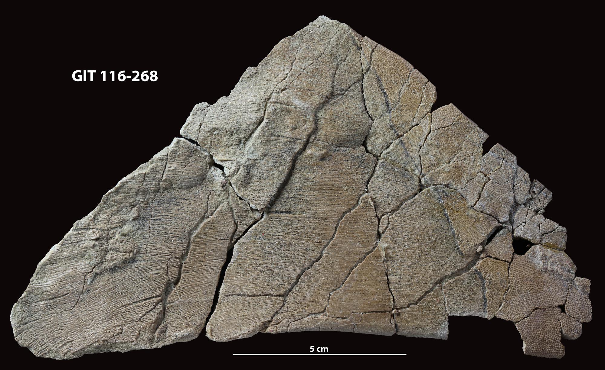 Psammosteus praecursor | fossiilid.info