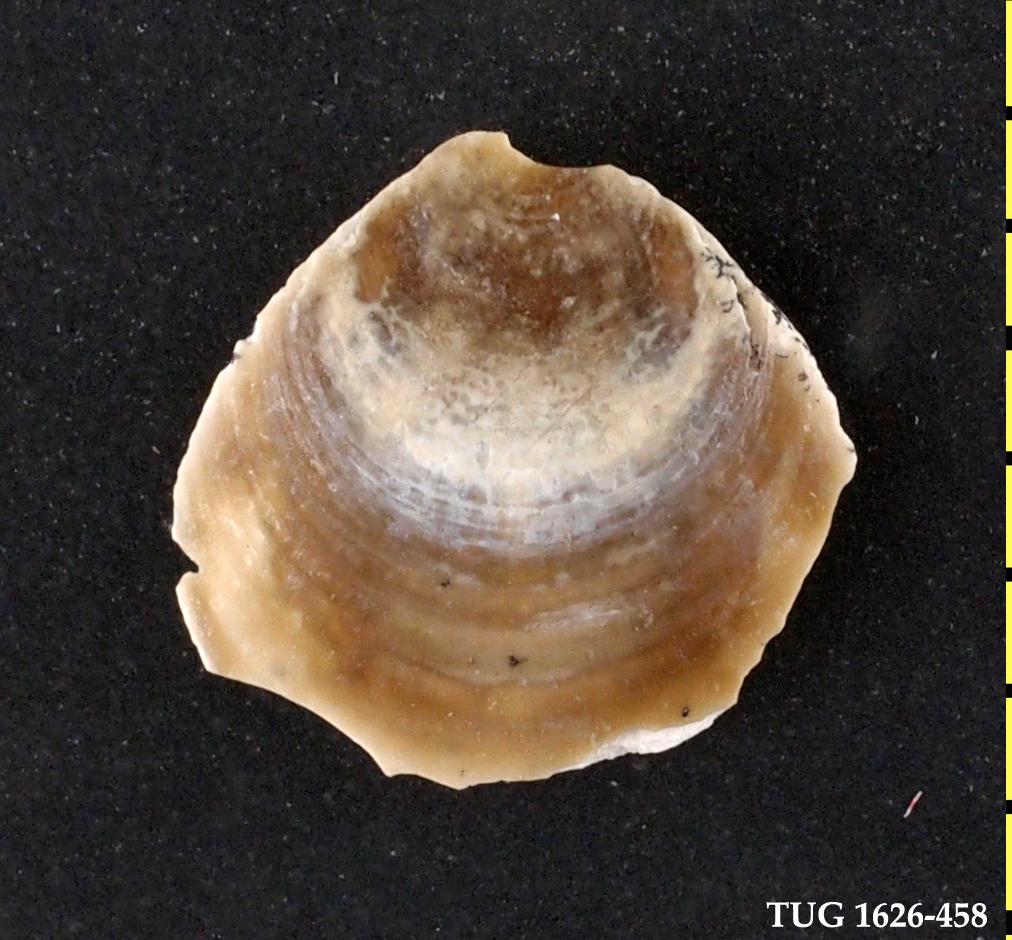 Obolus apollinis | Fossiilid.info