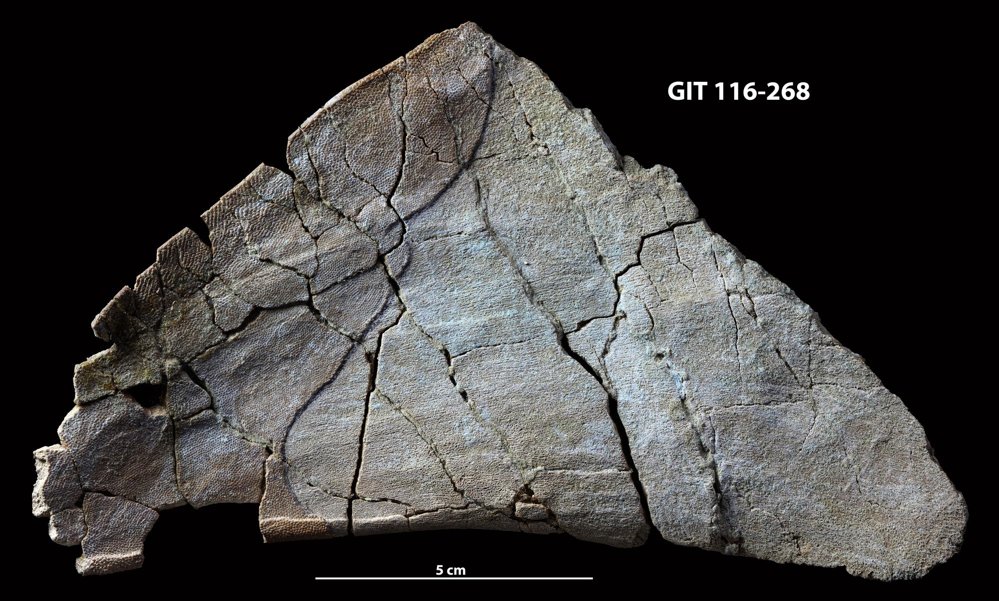 Psammosteus praecursor | fossiilid.info