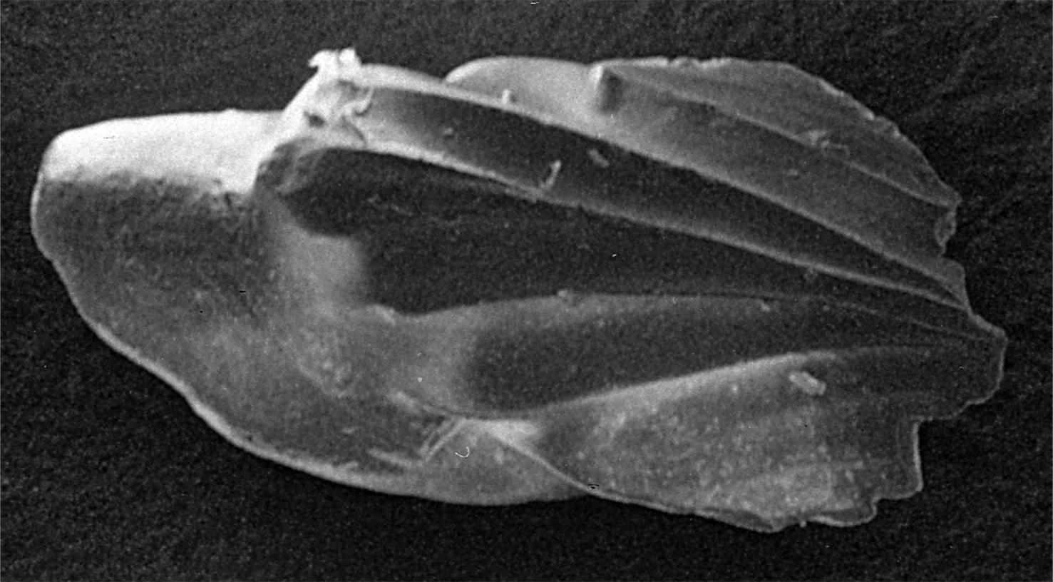 Thelodus parvidens | Fossiilid.info