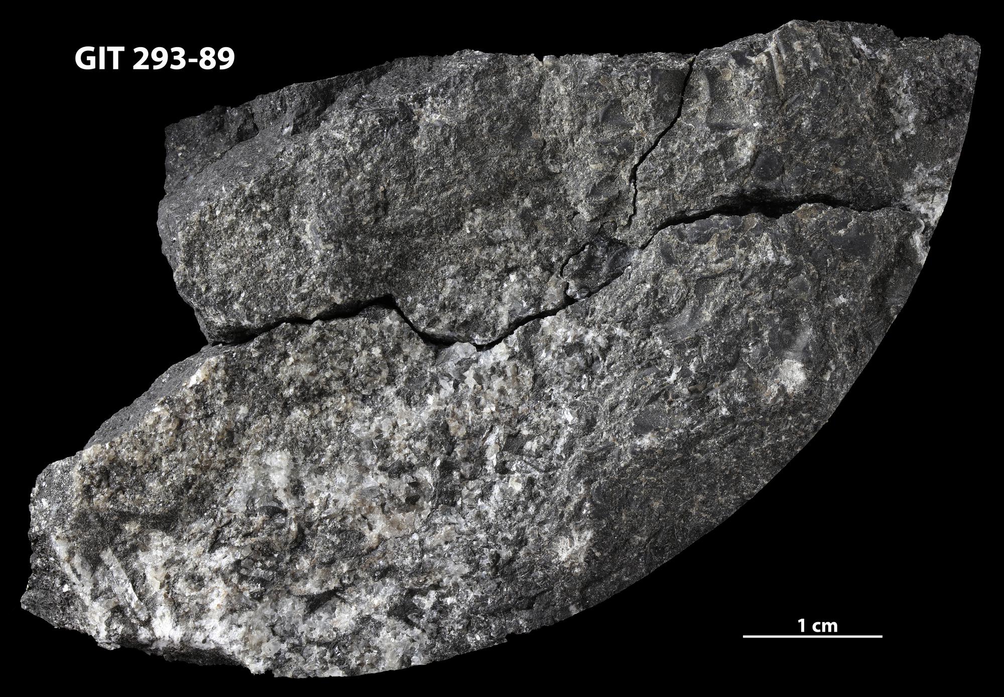 Olenidae | Fossiilid.info