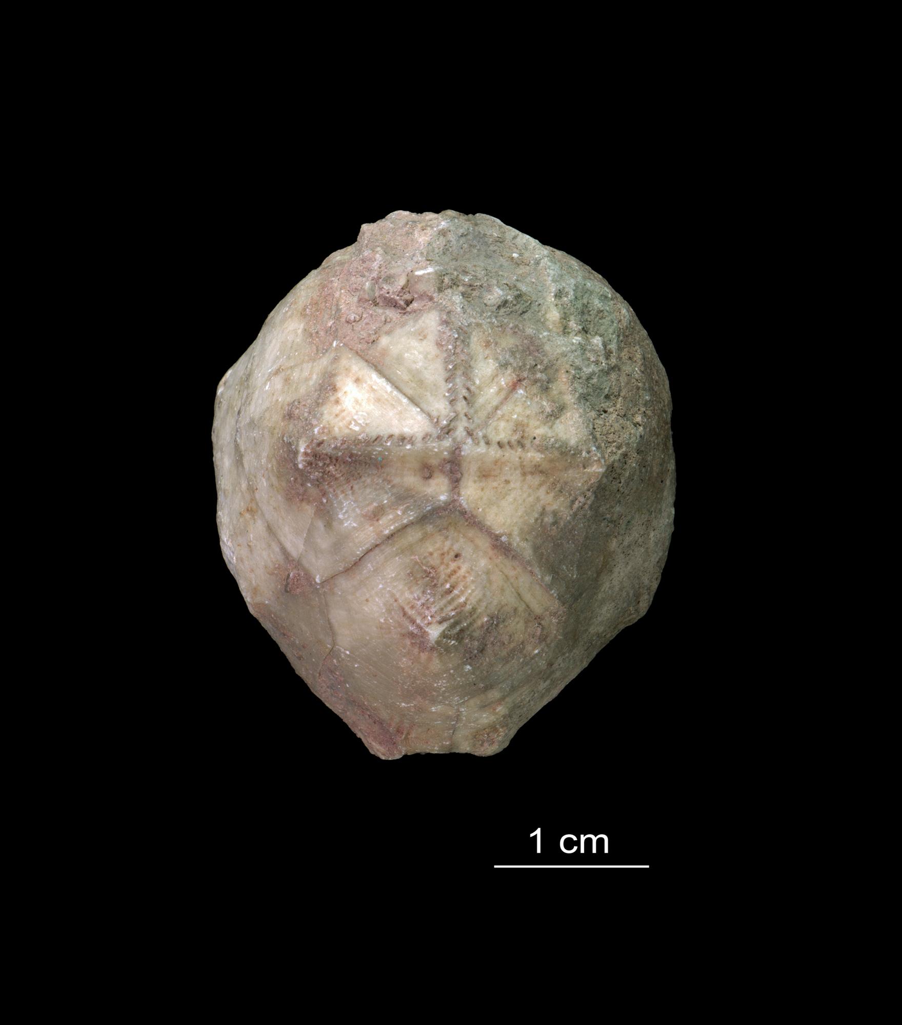 Hemicosmites extraneus | Fossiilid.info