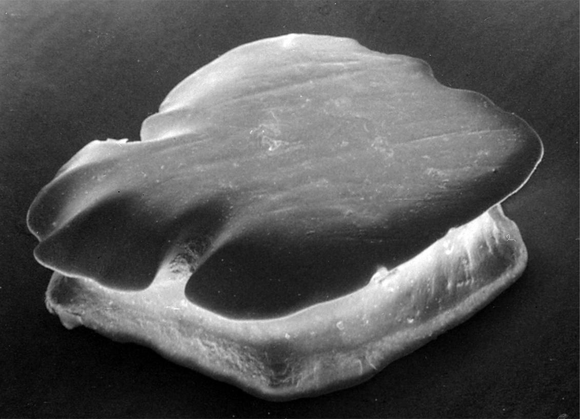 Thelodus sculptilis | Fossiilid.info