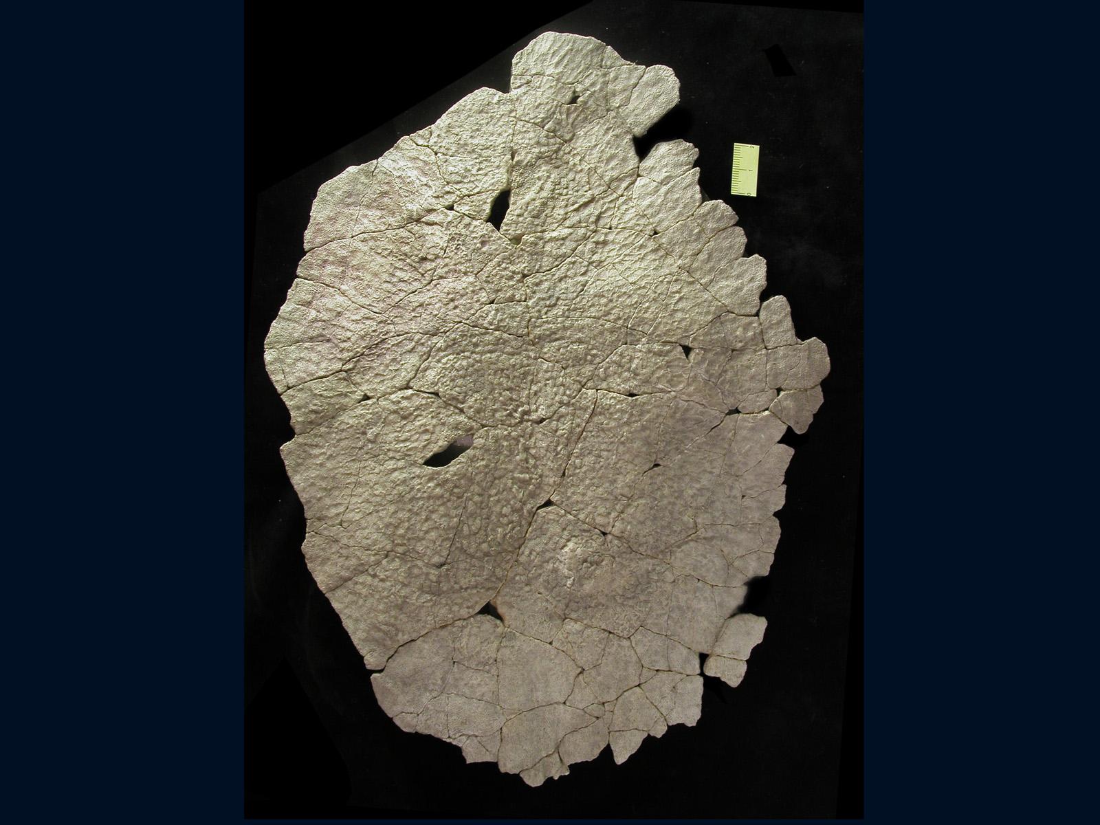 Psammosteus praecursor | fossiilid.info