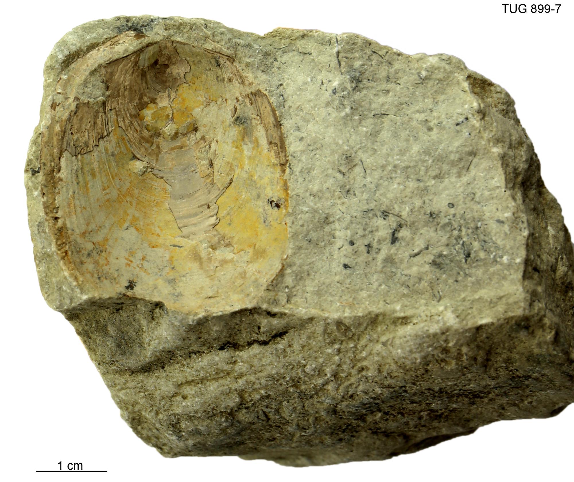 Pseudolingula quadrata | Fossiilid.info