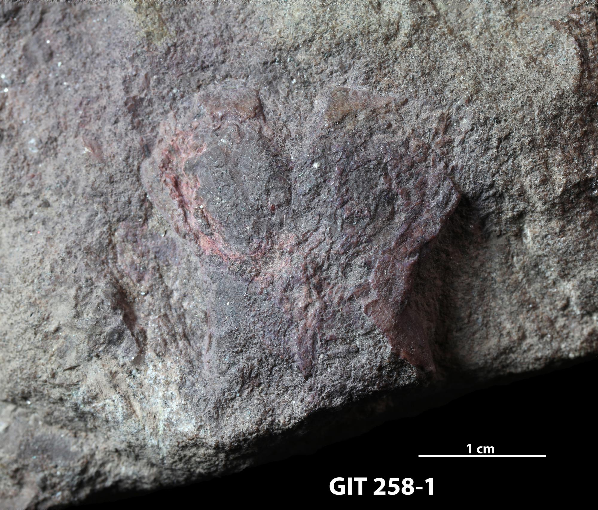 Osteostraci | Fossiilid.info