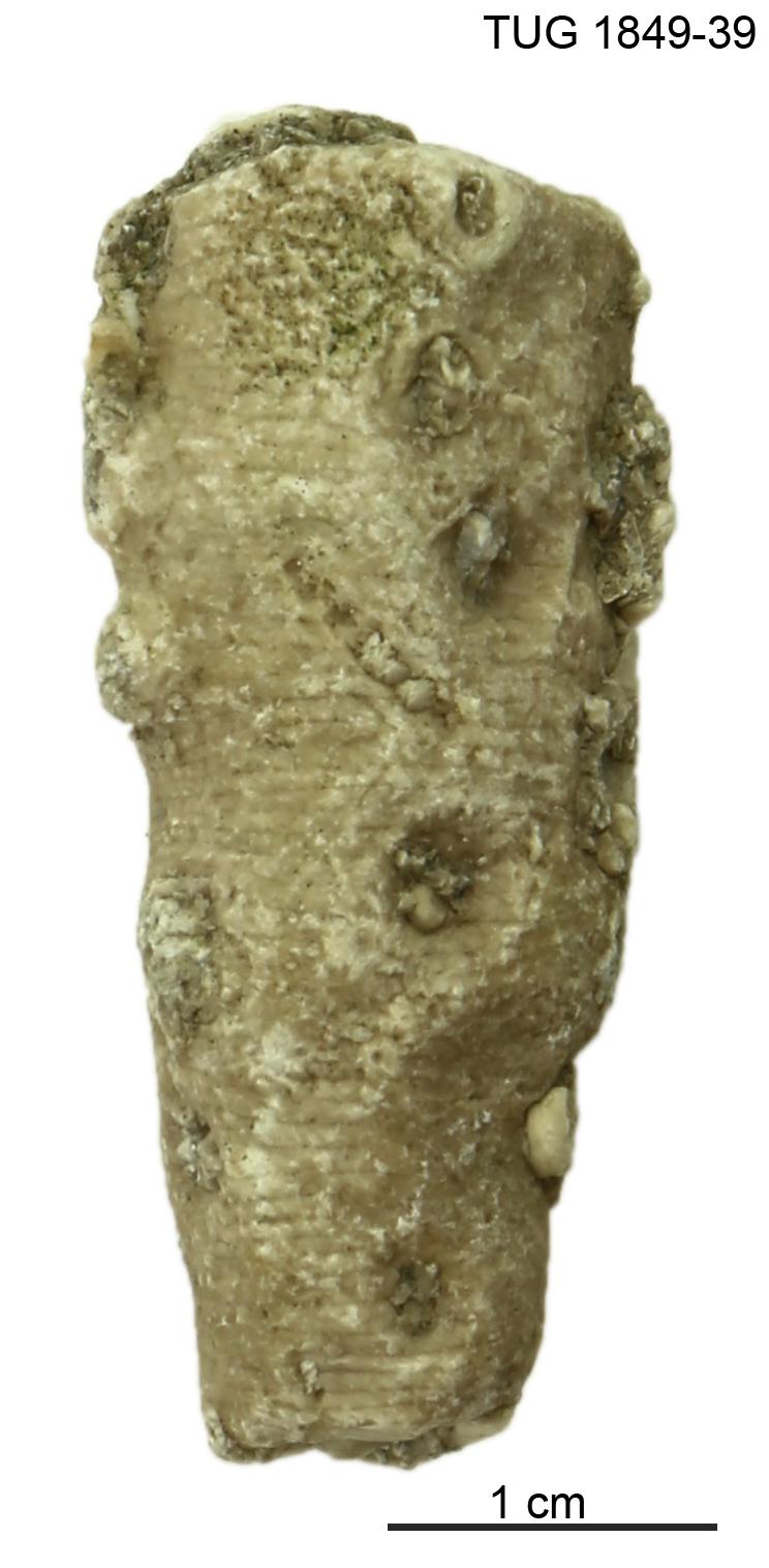 Enallocrinus | Fossiilid.info