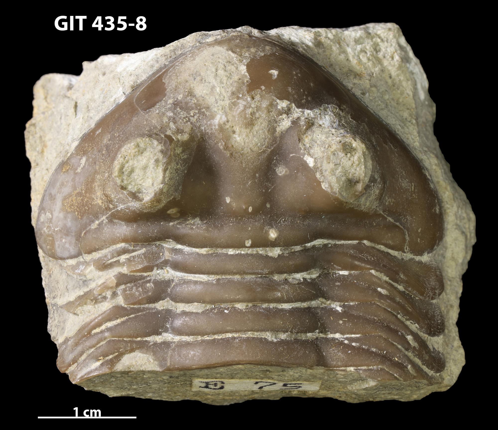 Asaphus expansus | Fossiilid.info