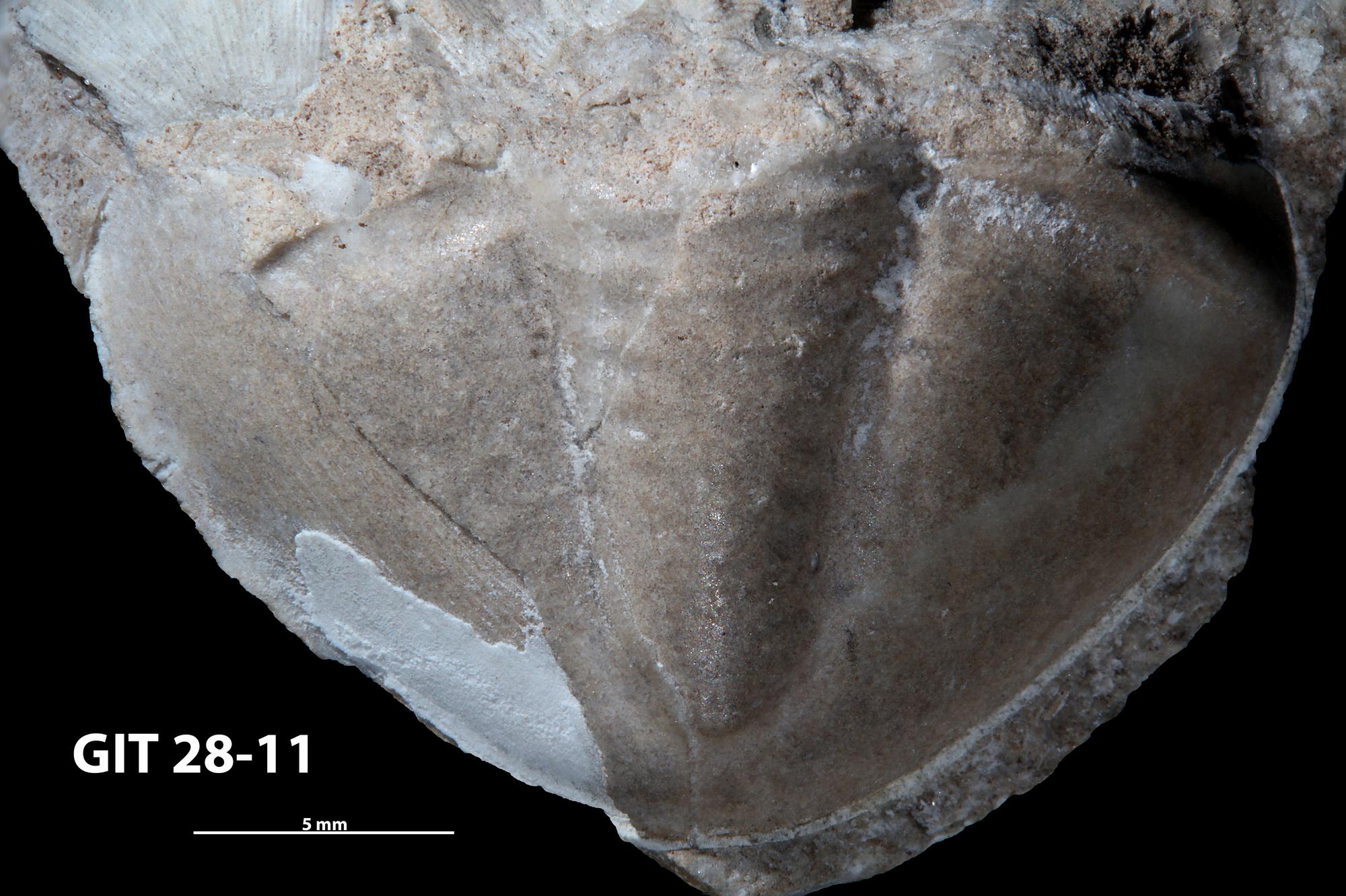 Asaphoidea | Fossiilid.info