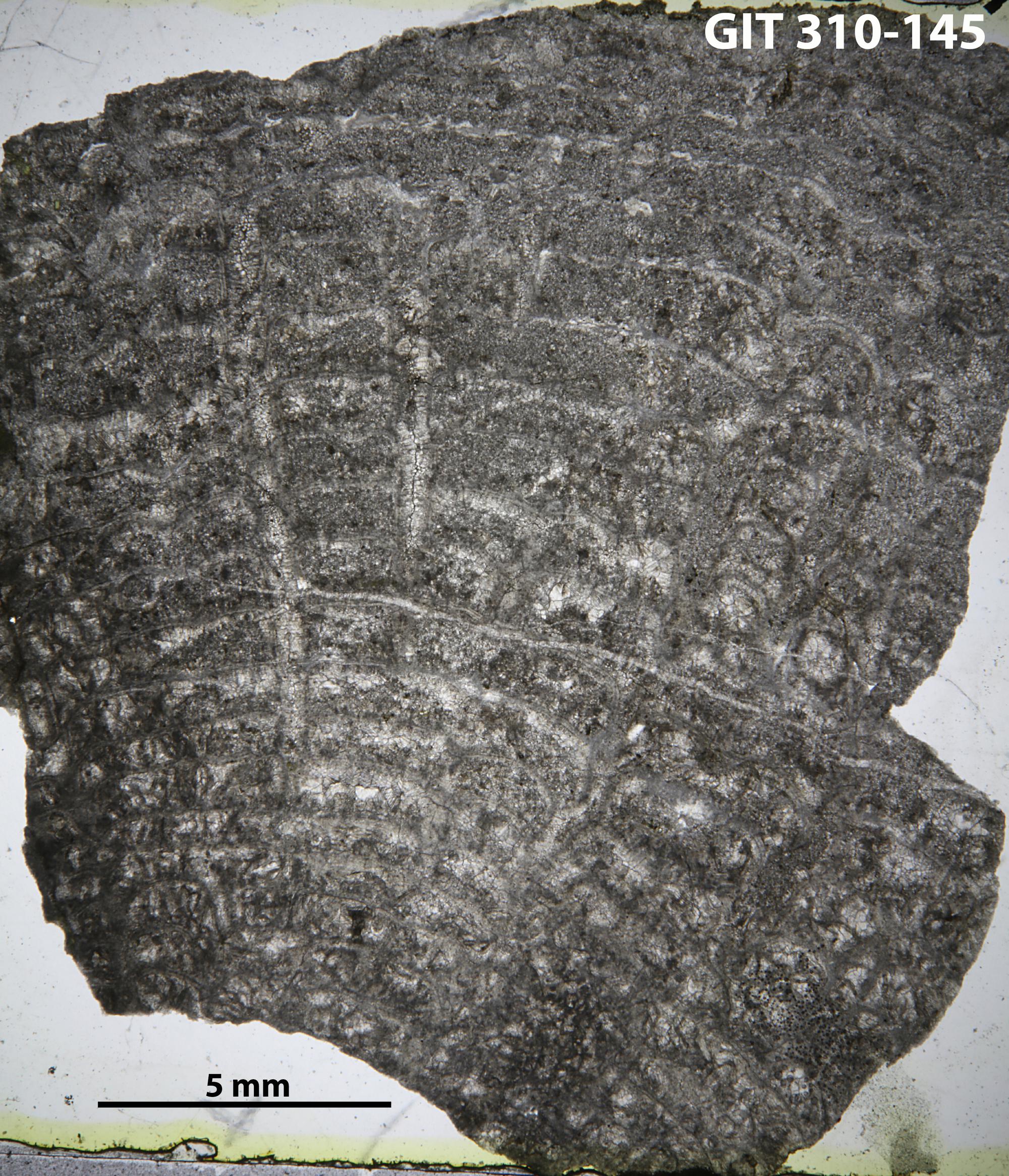 Ceractinomorpha | Fossiilid.info