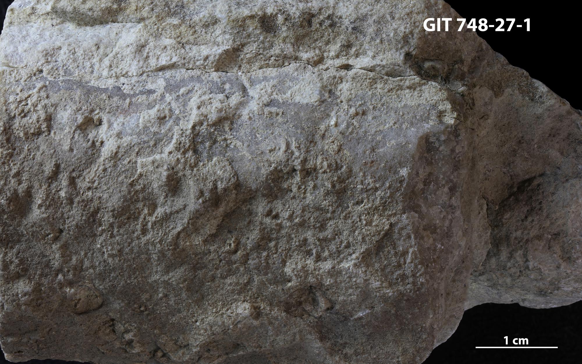 Trypanites sozialis | Fossiilid.info