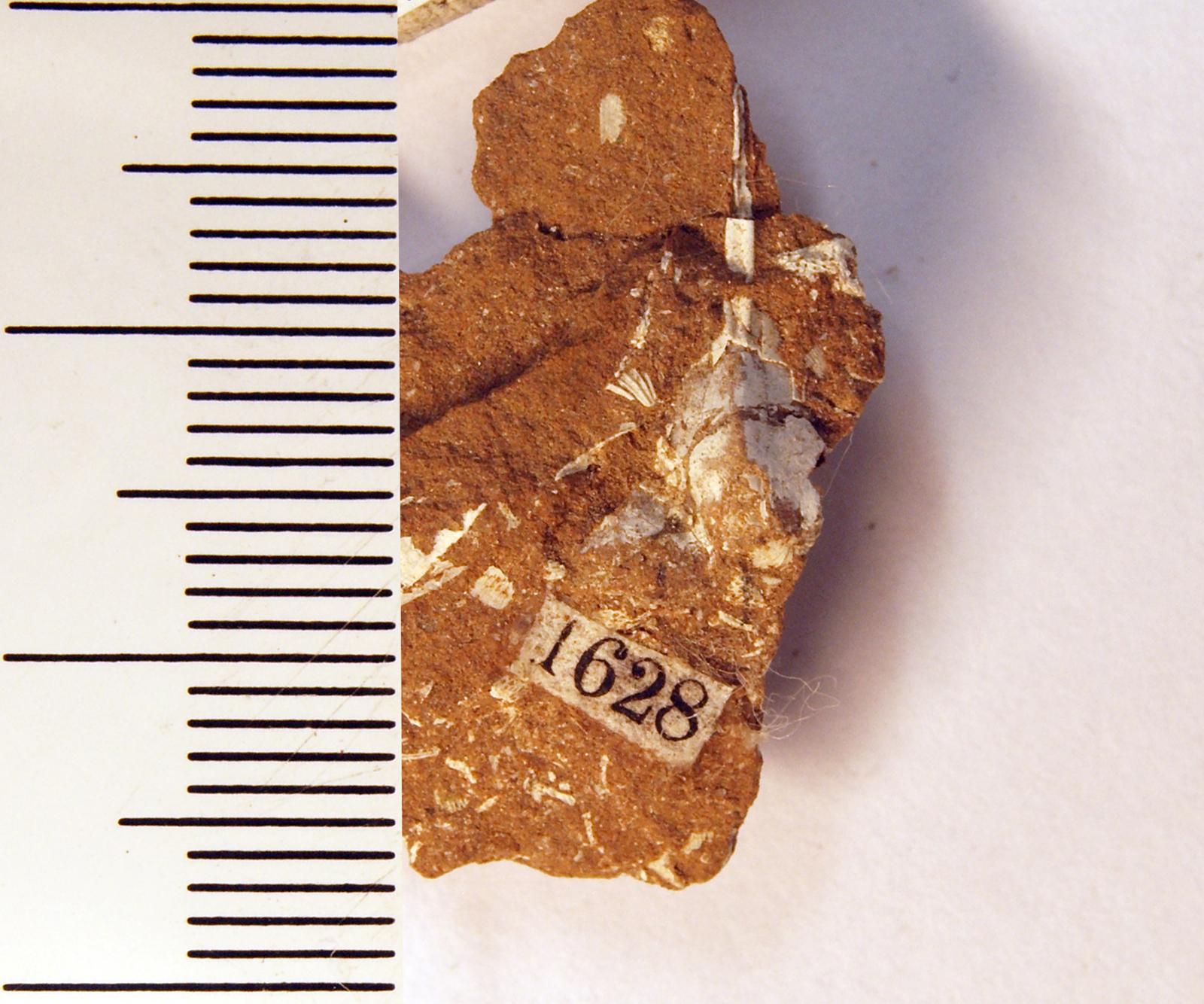 Lonchodomas rostratus | Fossiilid.info