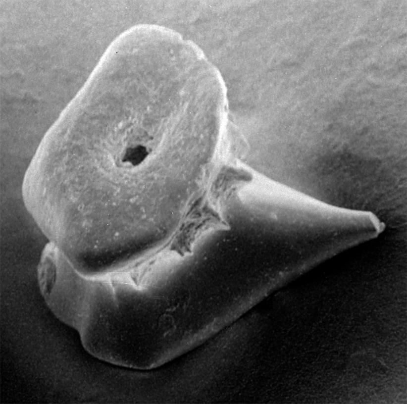 Thelodus sculptilis | Fossiilid.info