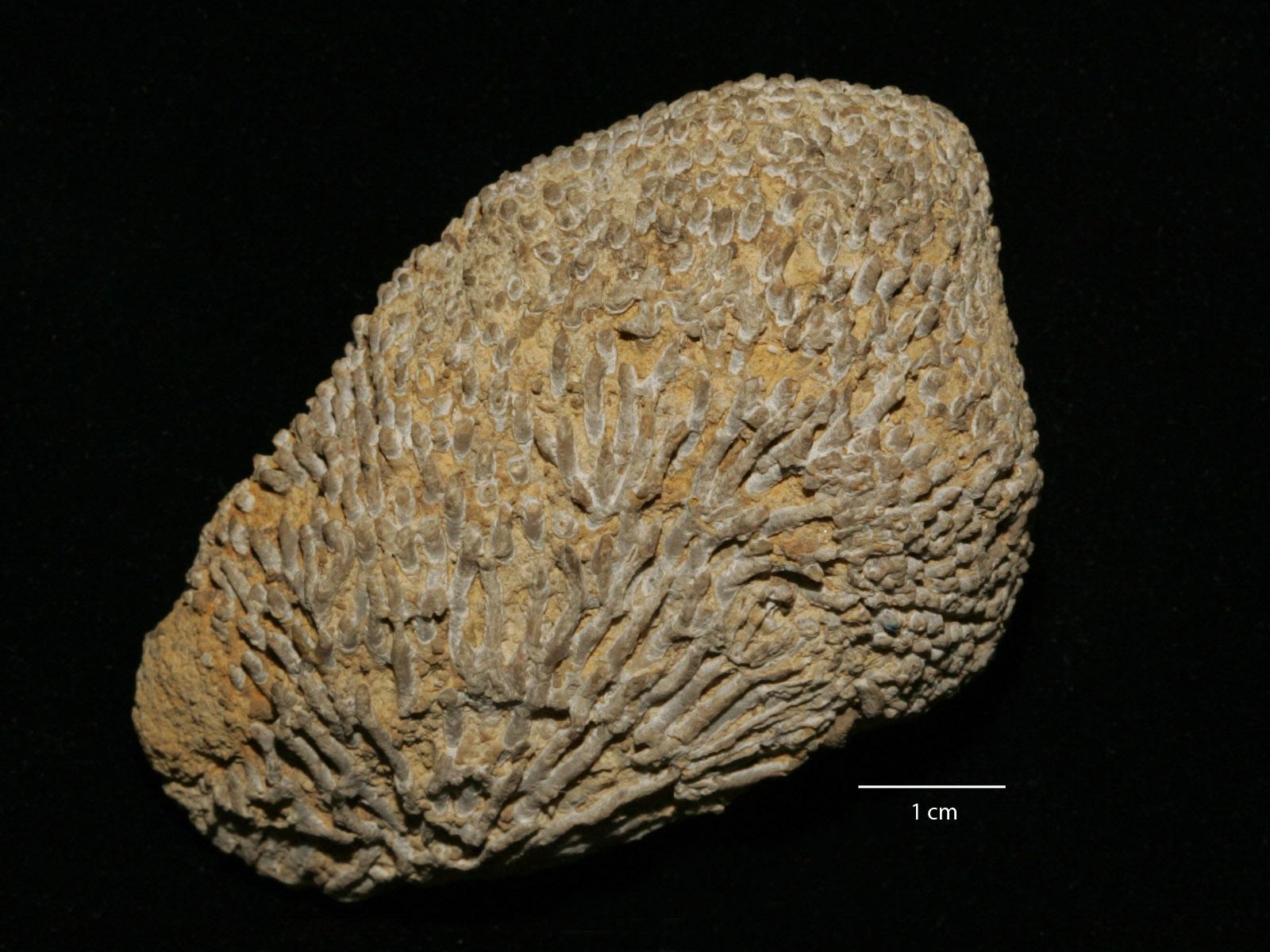 Syringopora bifurcata | fossiilid.info