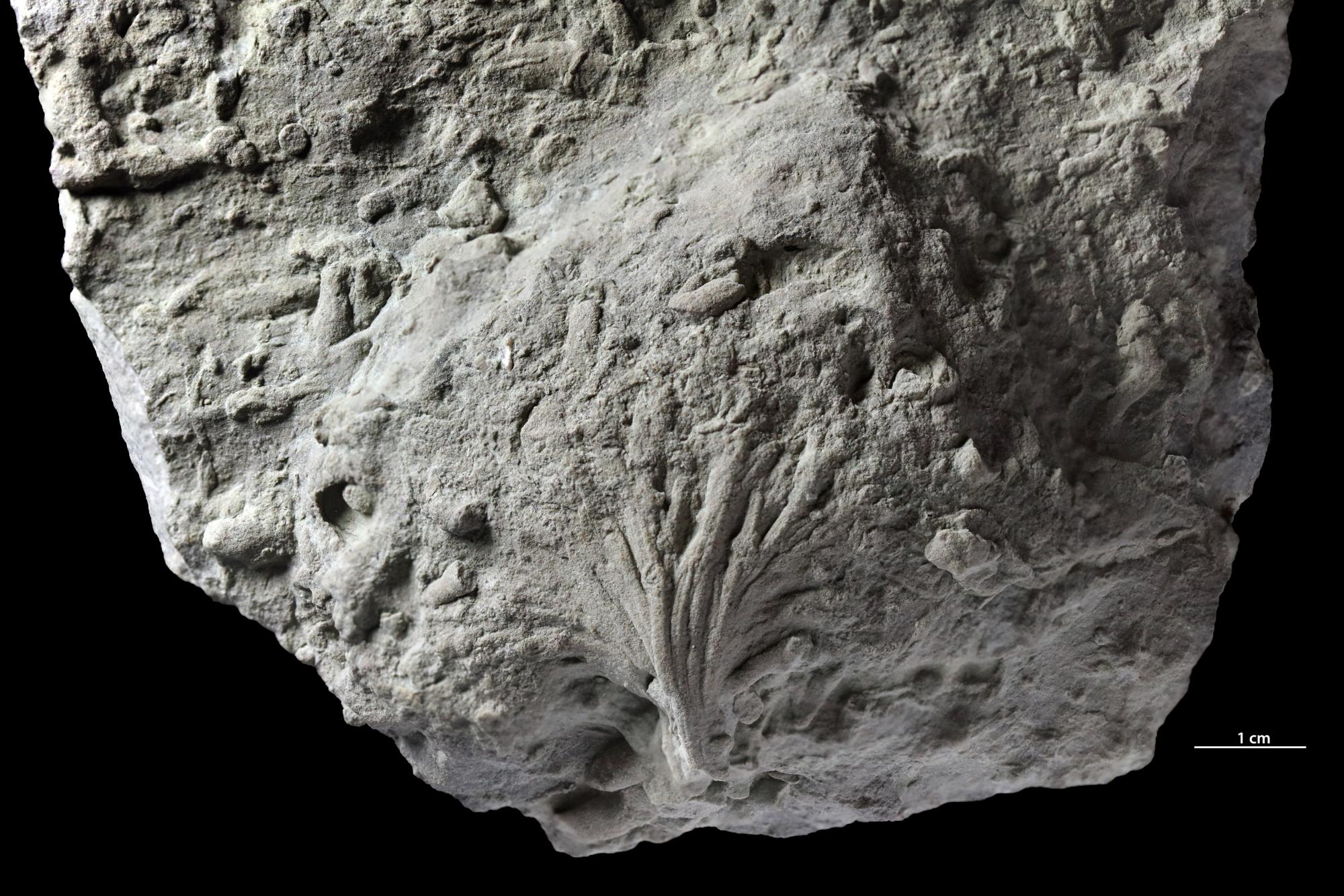 Phycodes reniforme | Fossiilid.info