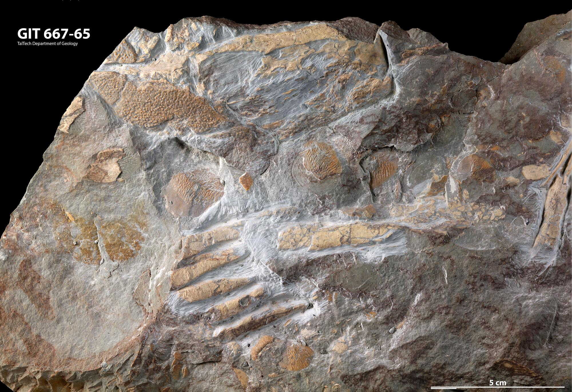 Holoptychiidae | Fossiilid.info