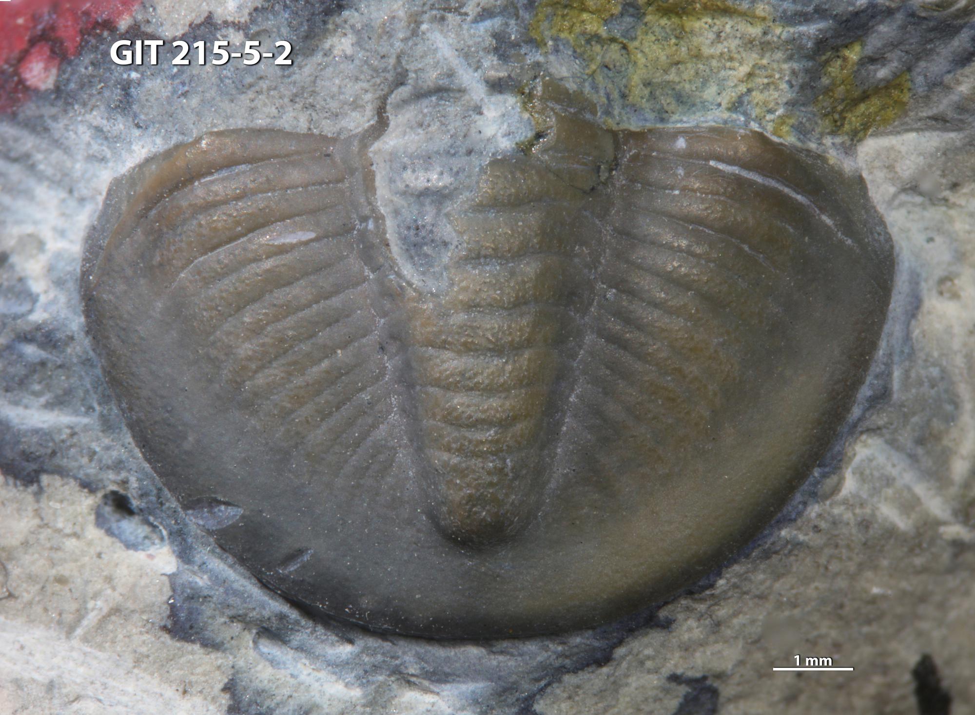 Proetidae | Fossiilid.info