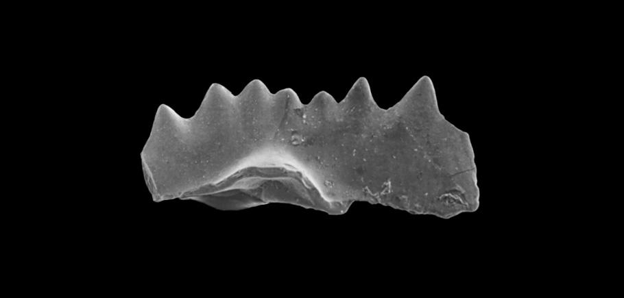 Amydrotaxis | Fossiilid.info