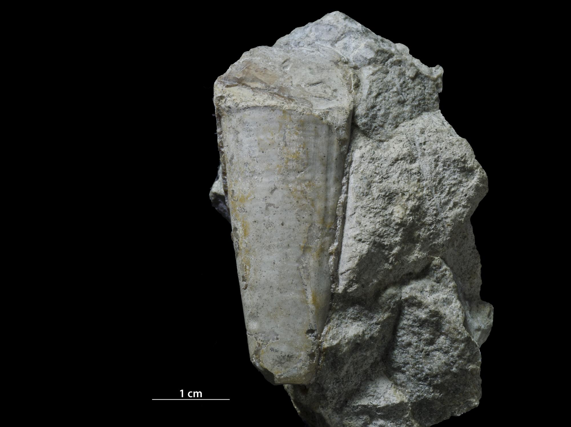 Hyolithes latus | Fossiilid.info