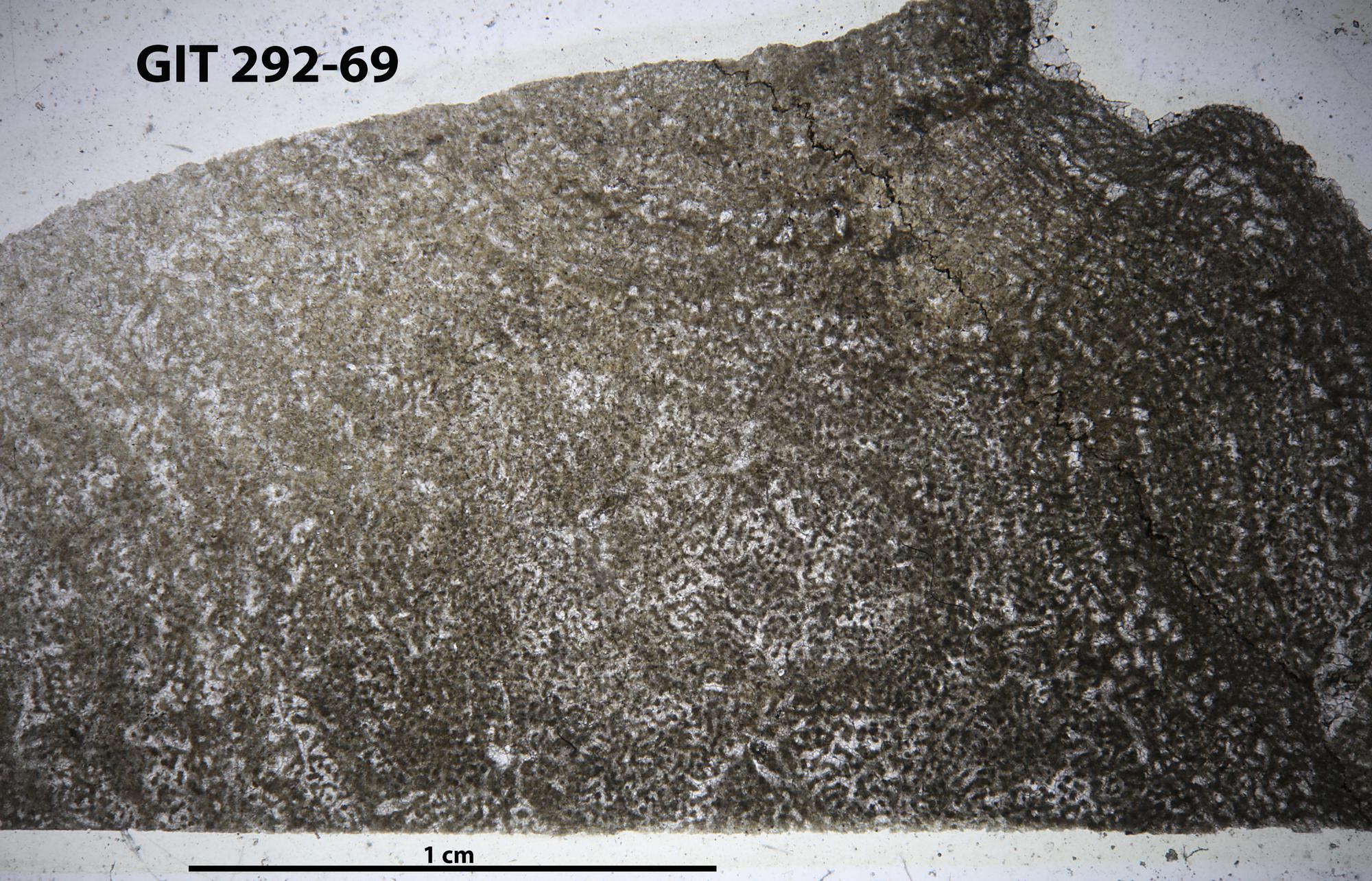 Stromatopora lenensis | Fossiilid.info