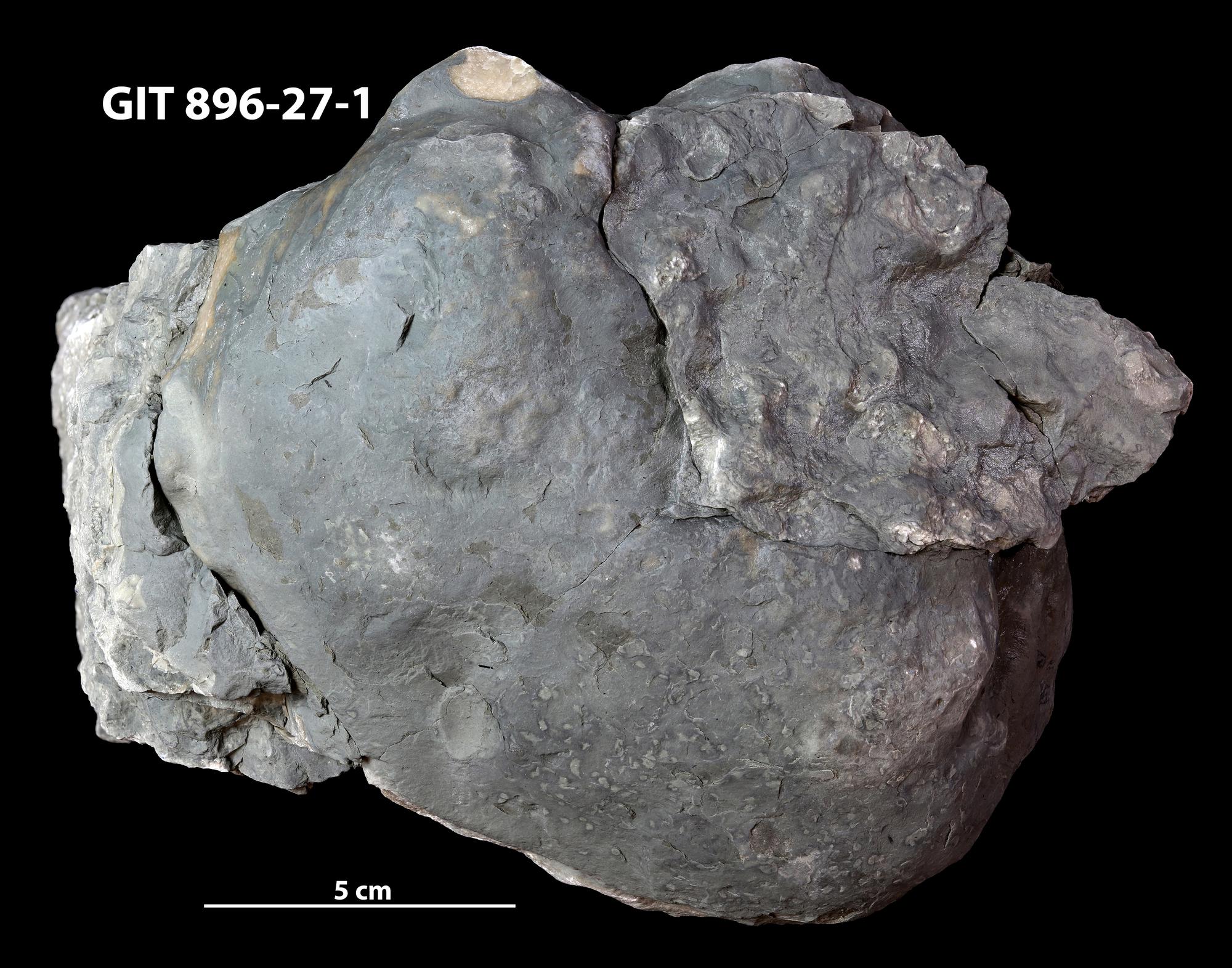 Stromatoporoidea | Fossiilid.info