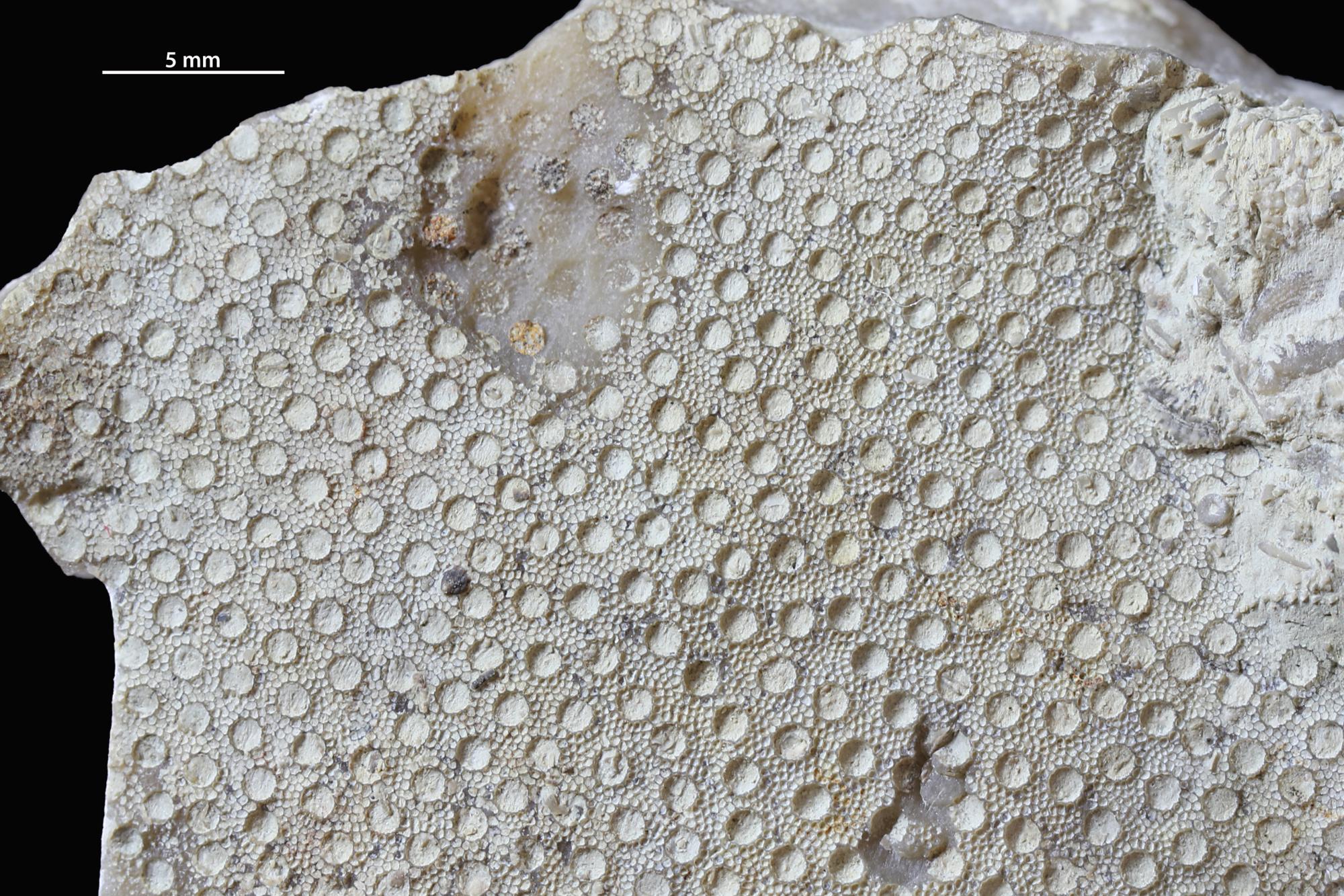 Heliolites interstinctus | Fossiilid.info