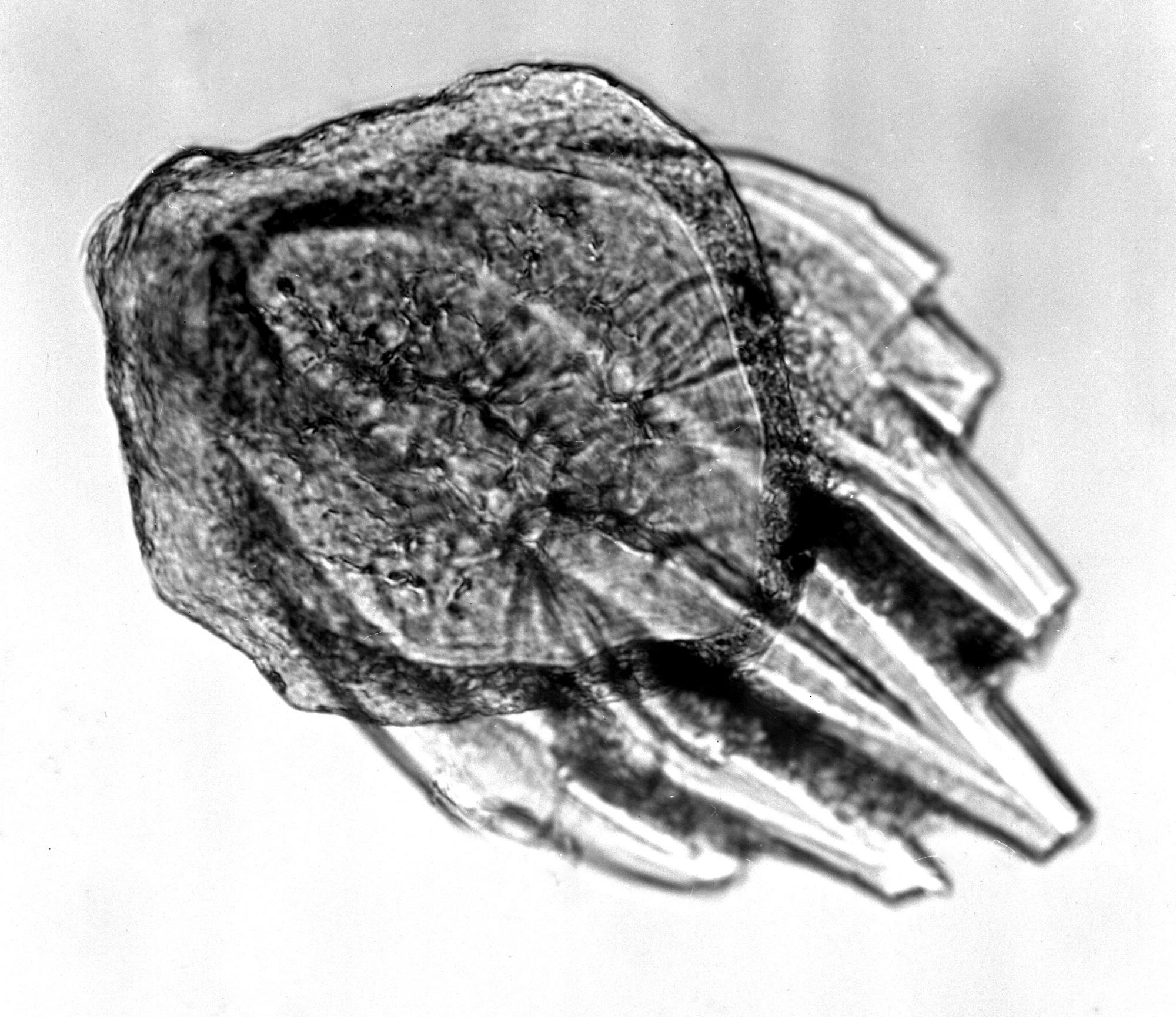 Loganellia cuneata | fossiilid.info