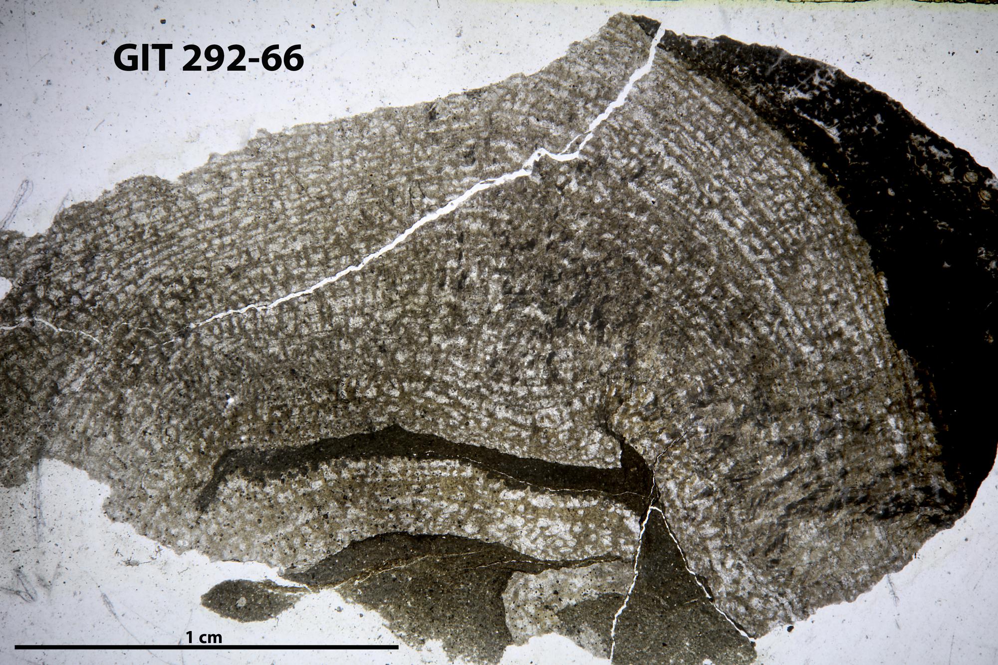 Stromatopora lenensis | Fossiilid.info