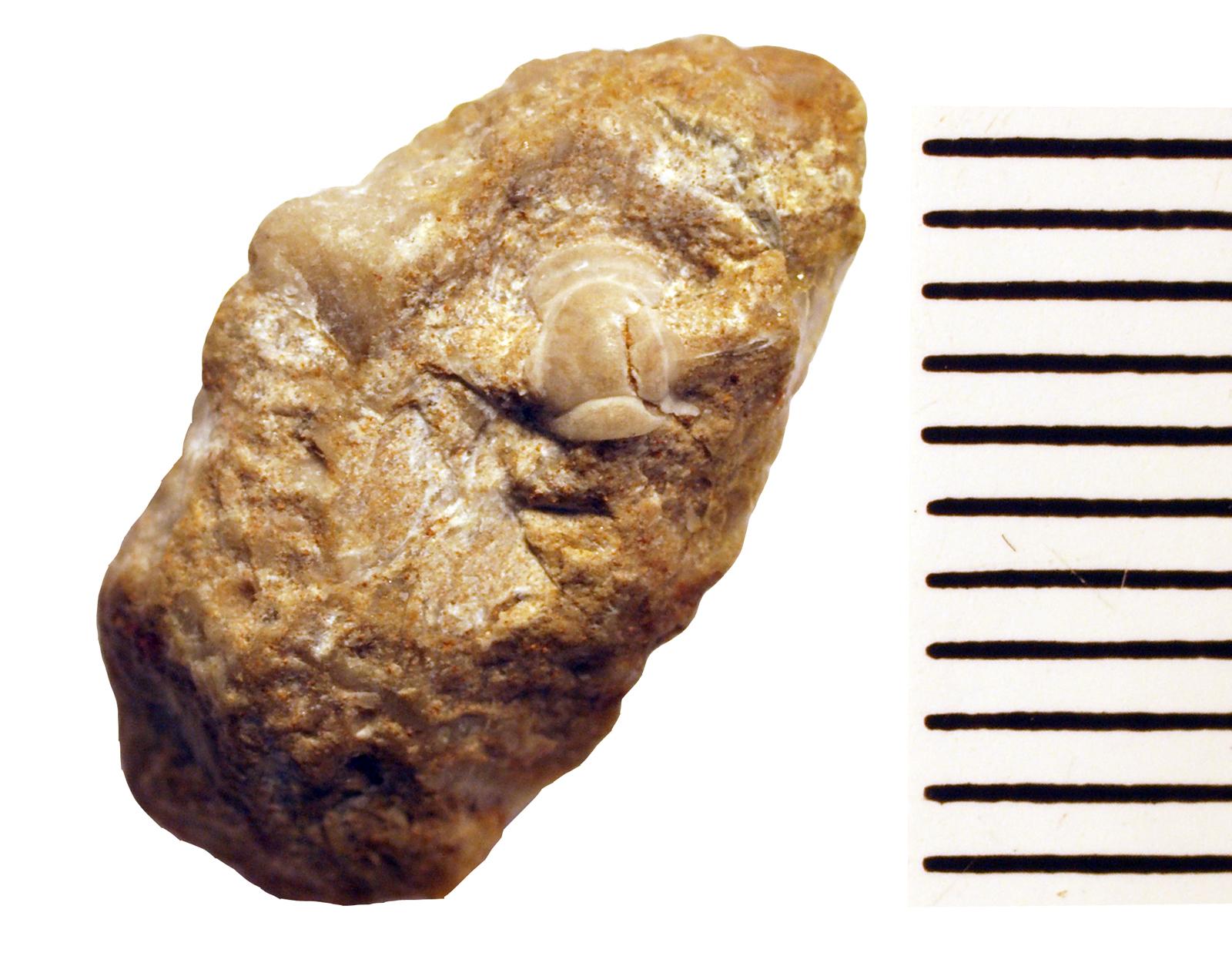 Tropidocoryphidae | Fossiilid.info