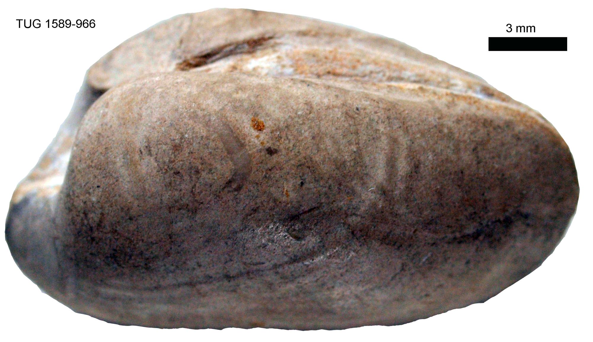 Solemyoidea | Fossiilid.info