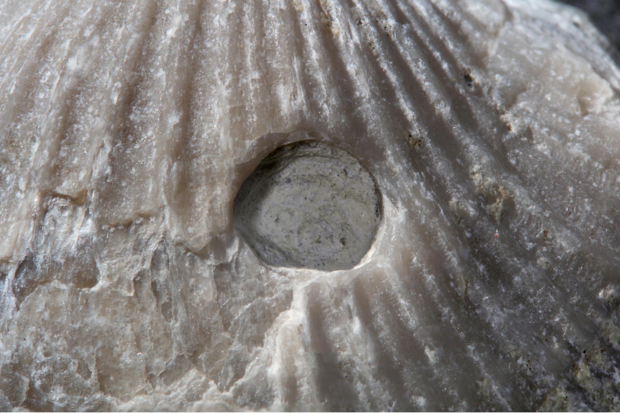 Oichnidae | Fossiilid.info