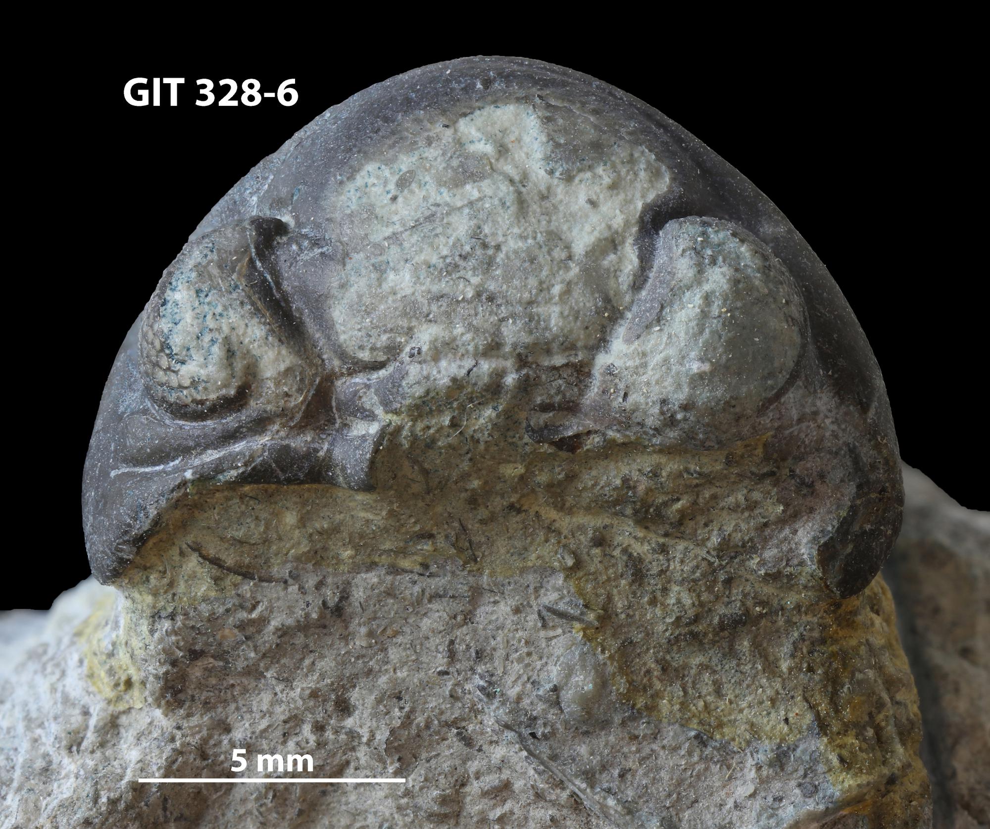 Phacopina | Fossiilid.info