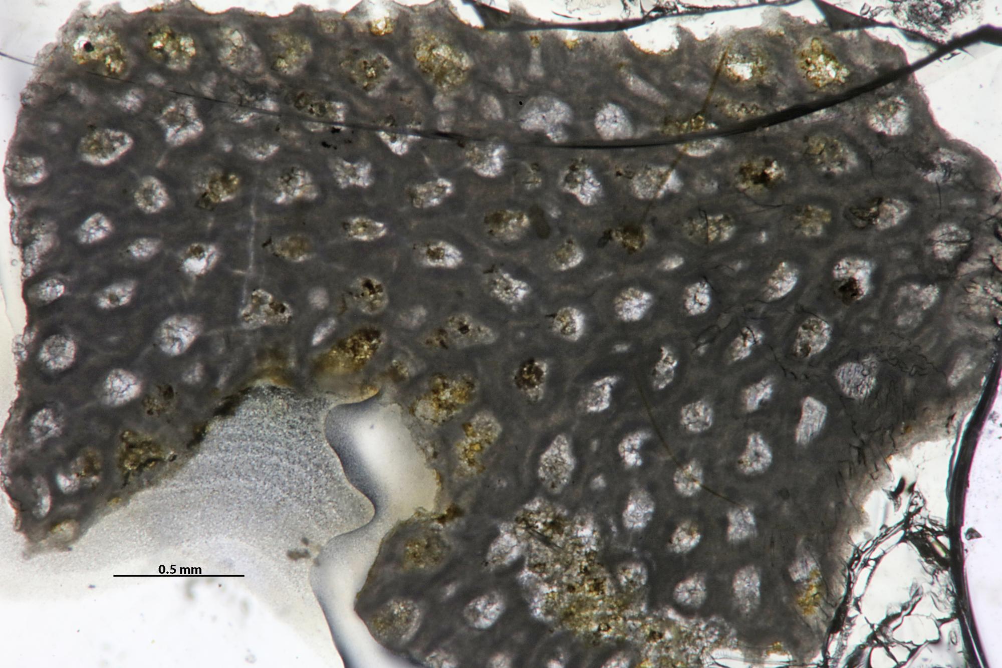 Parvohallopora wesenbergiana | fossiilid.info