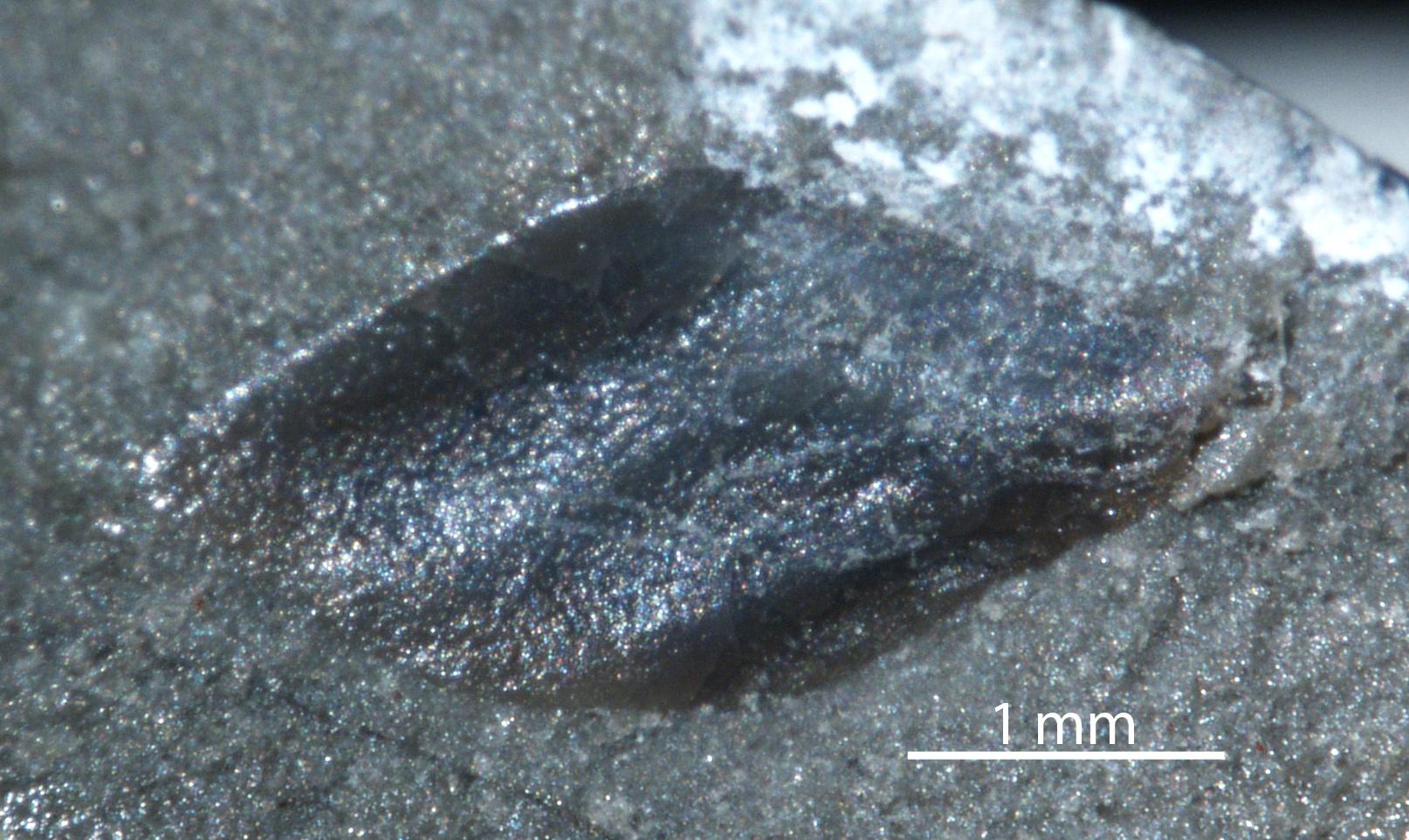 Cheirolepidiformes | Fossiilid.info