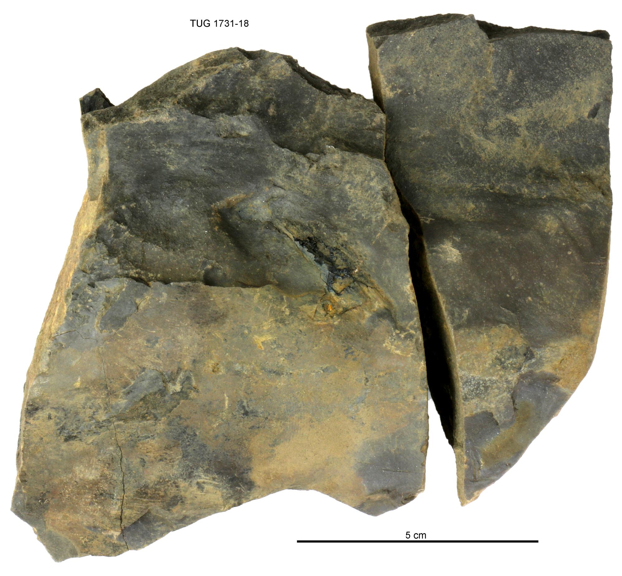 Laccognathus | Fossiilid.info