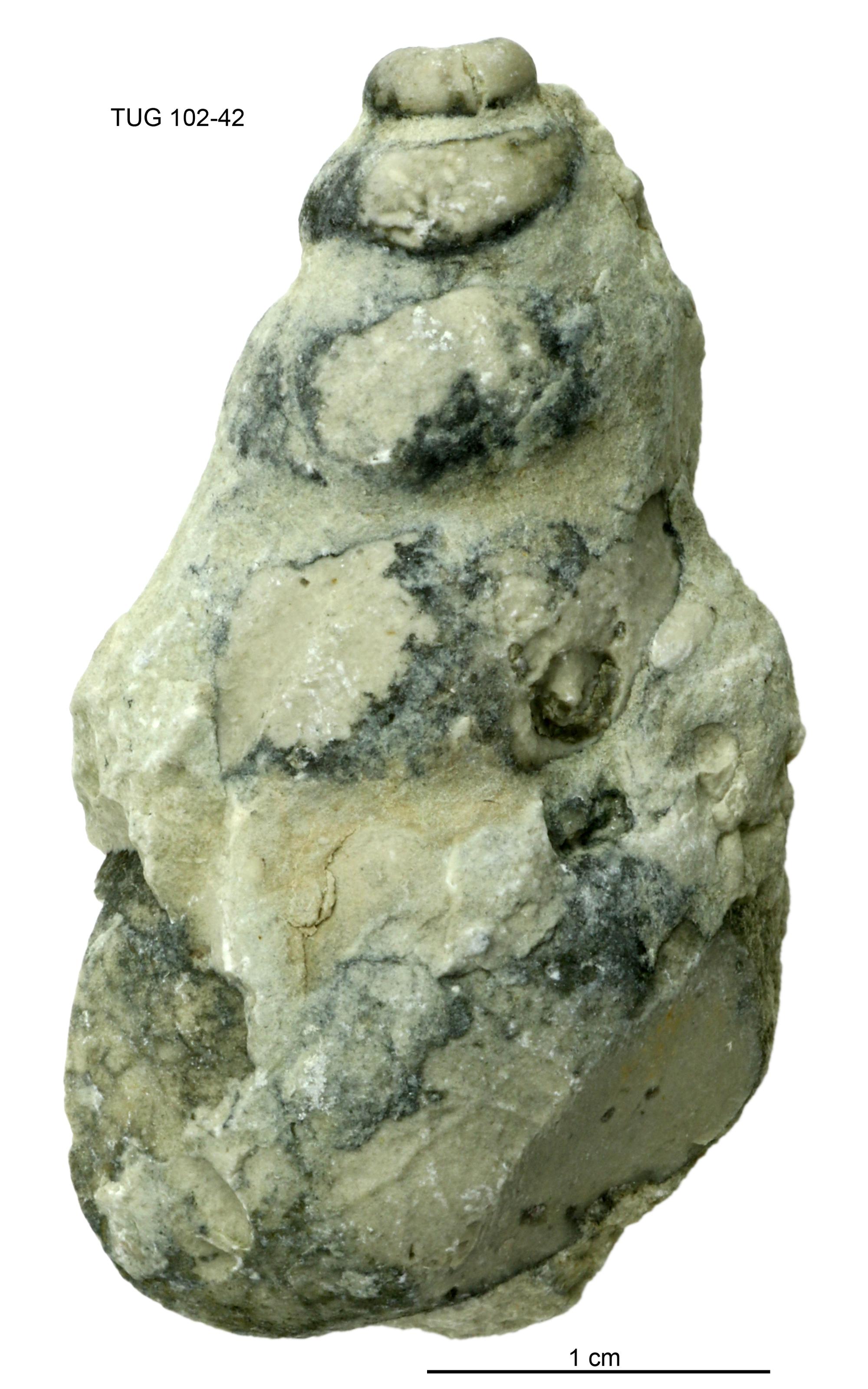 Hormotoma insignis | Fossiilid.info