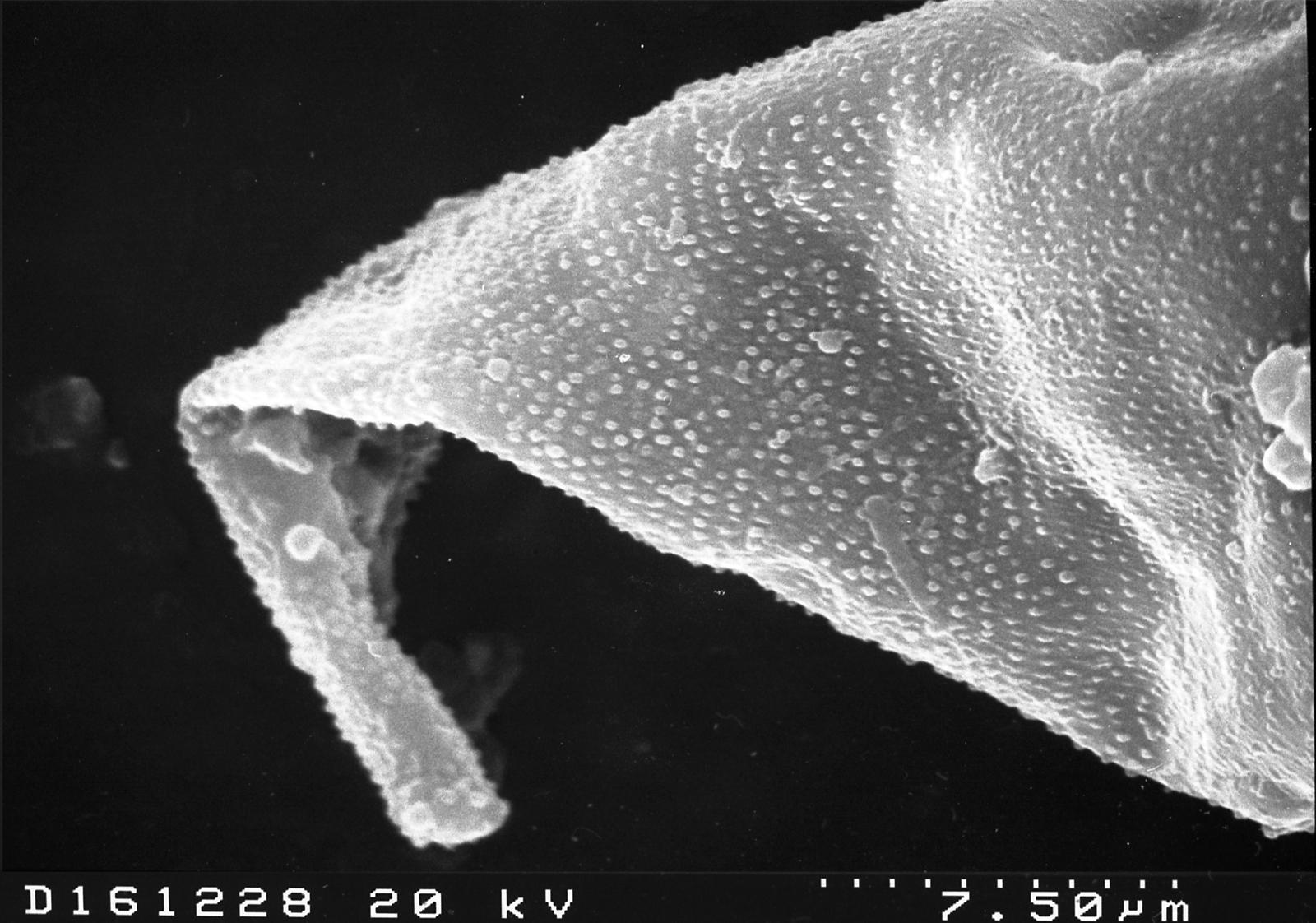 Poikilofusa | Fossiilid.info