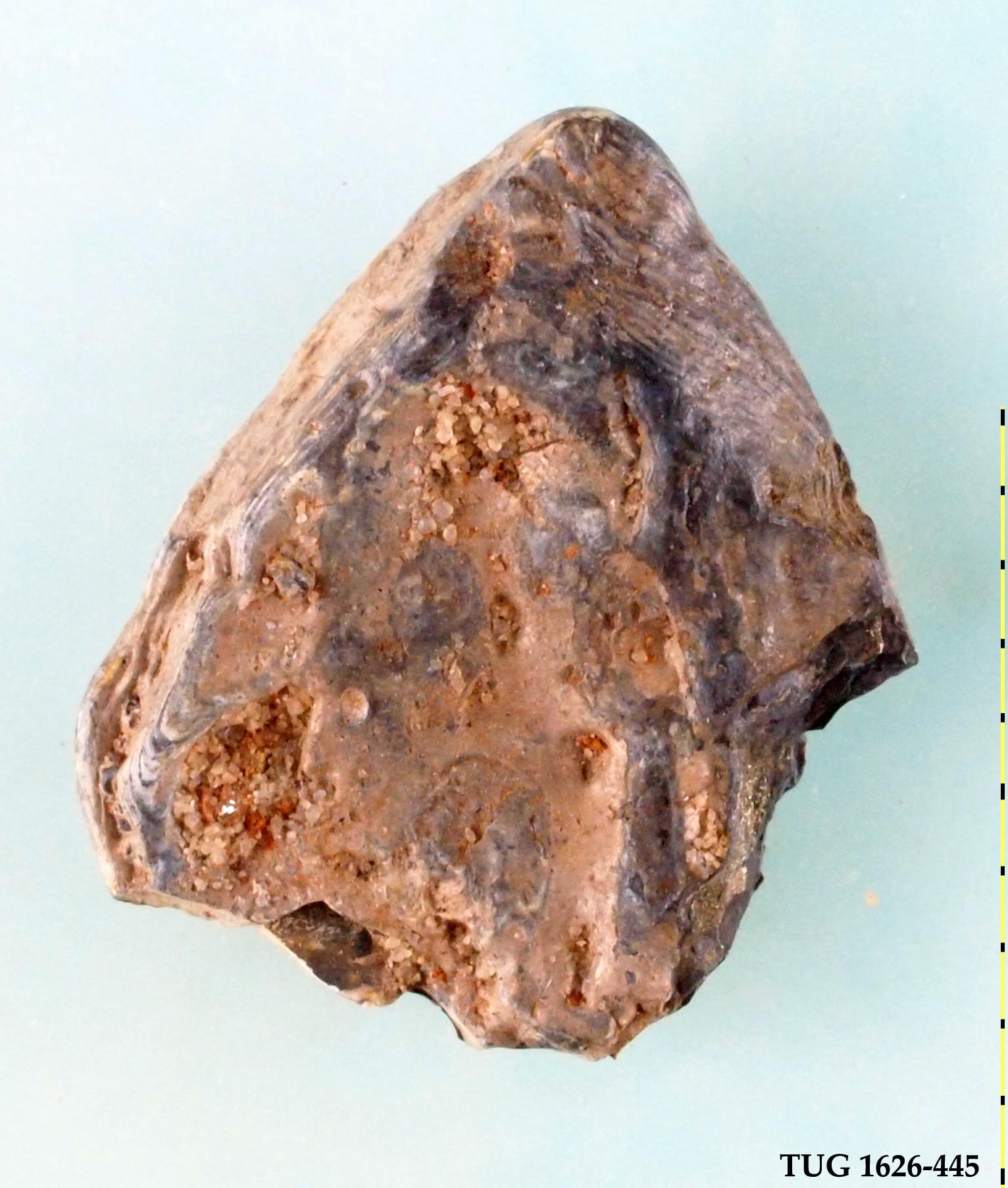 Ungula convexa | Fossiilid.info