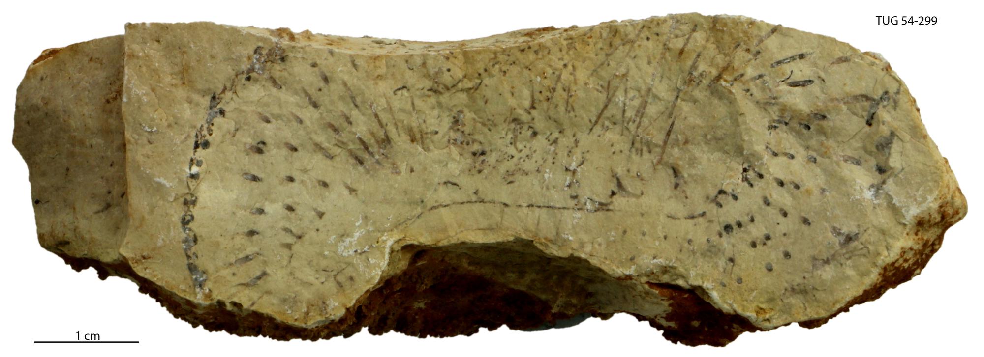 Receptaculites | Fossiilid.info