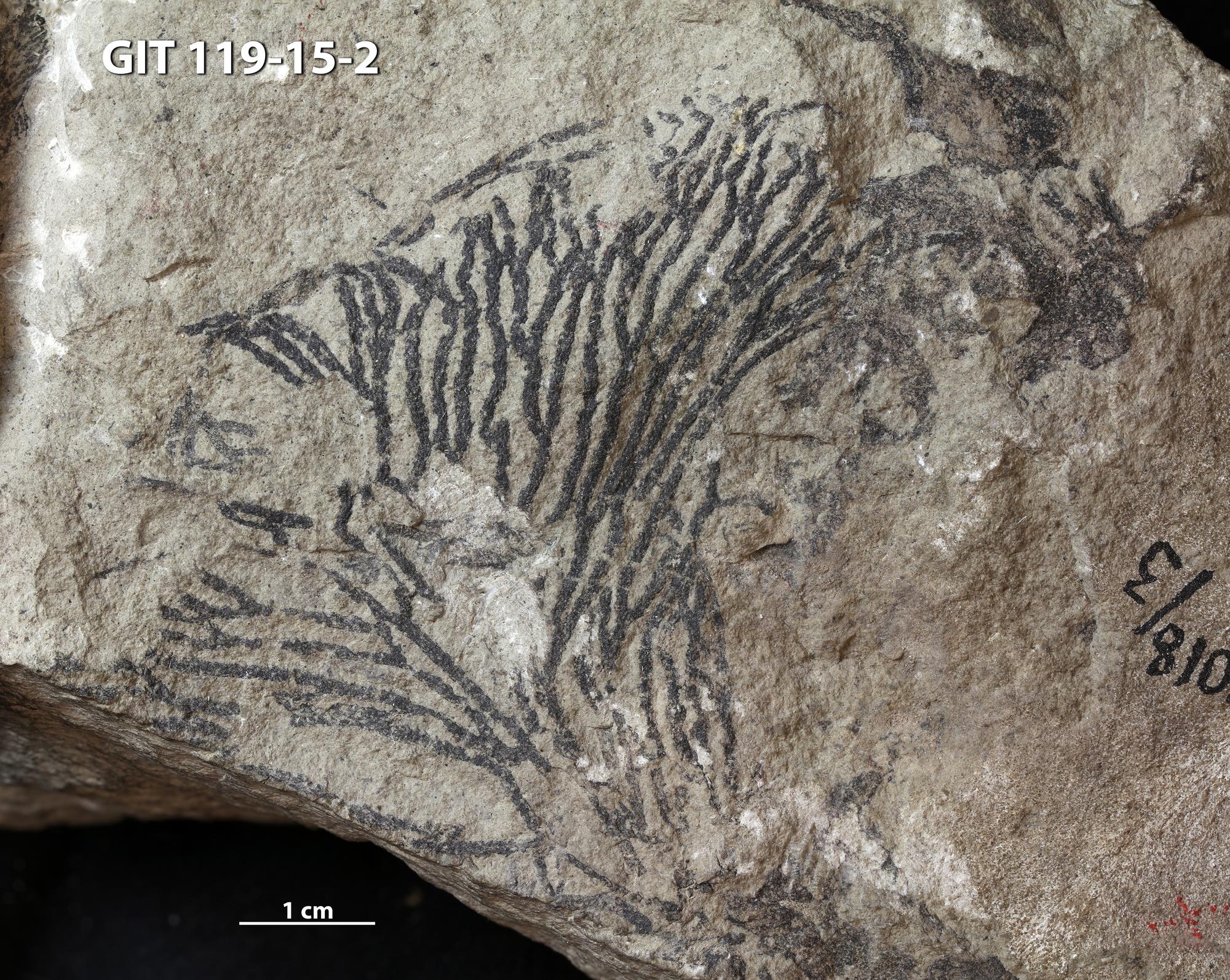 Dendrograptidae | Fossiilid.info