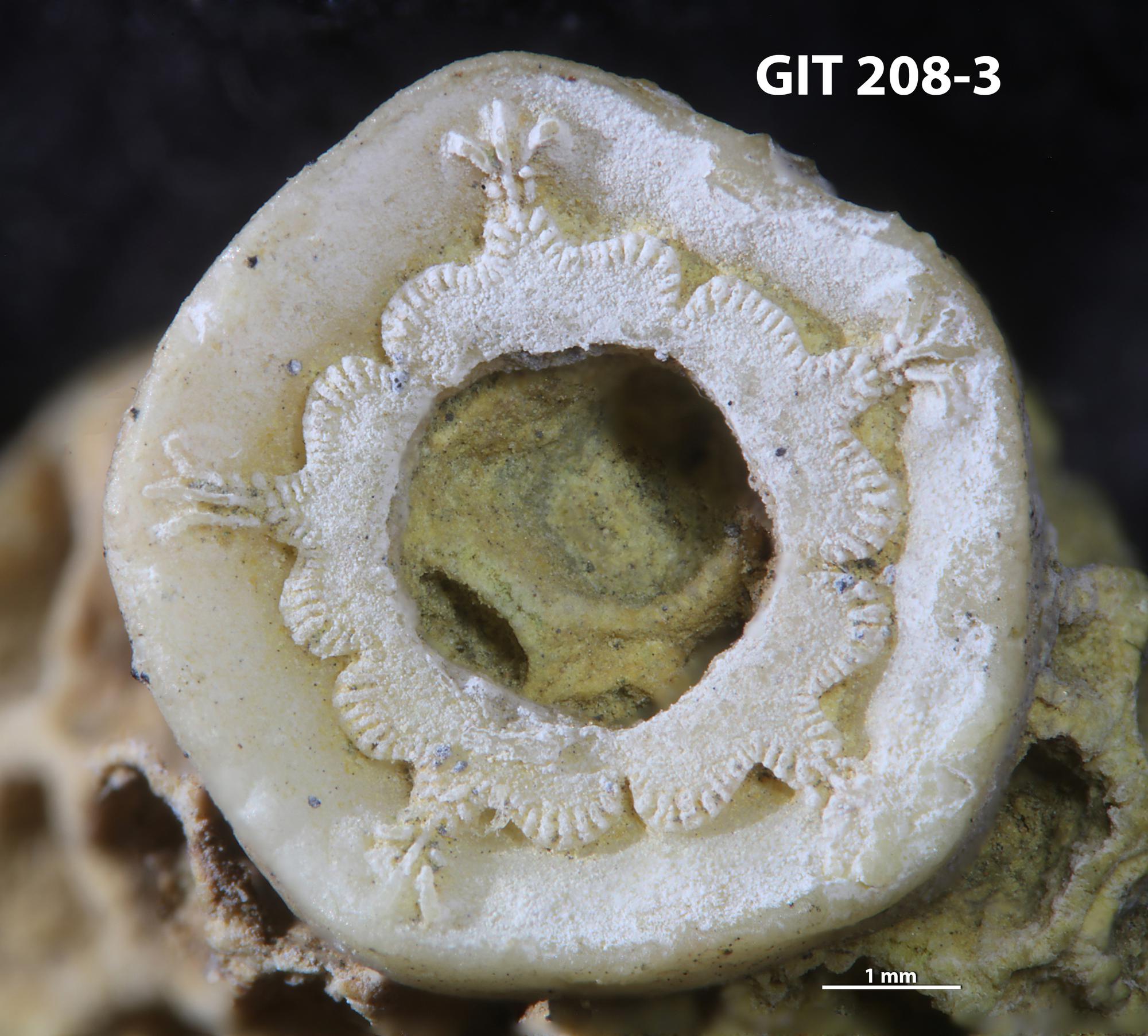 Oanducystis excisus | Fossiilid.info