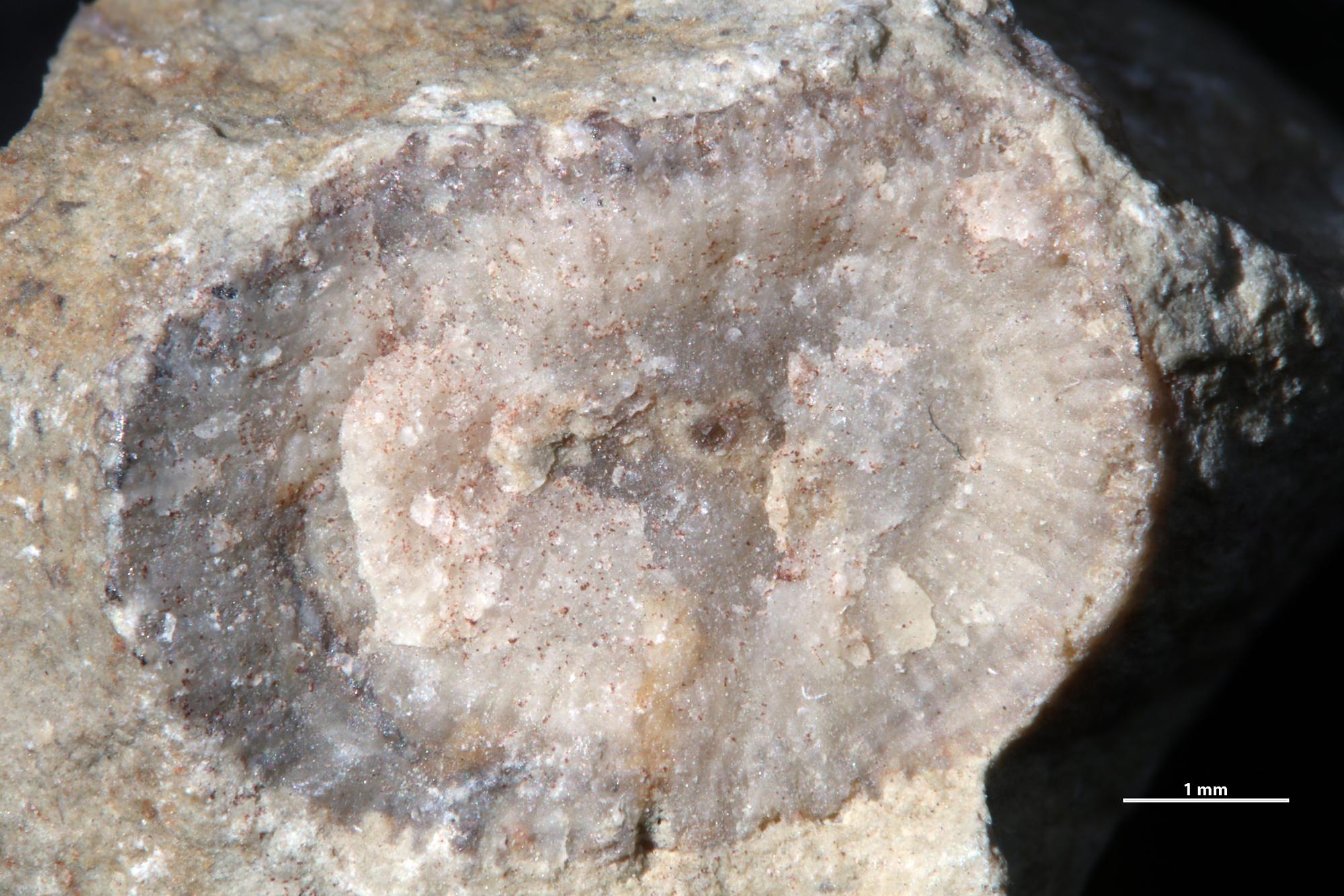 Heterotrypa praenuntia simplex | Fossiilid.info