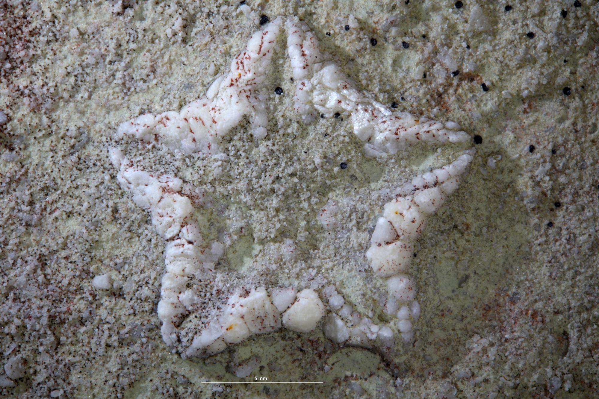 Asteroidea | Fossiilid.info