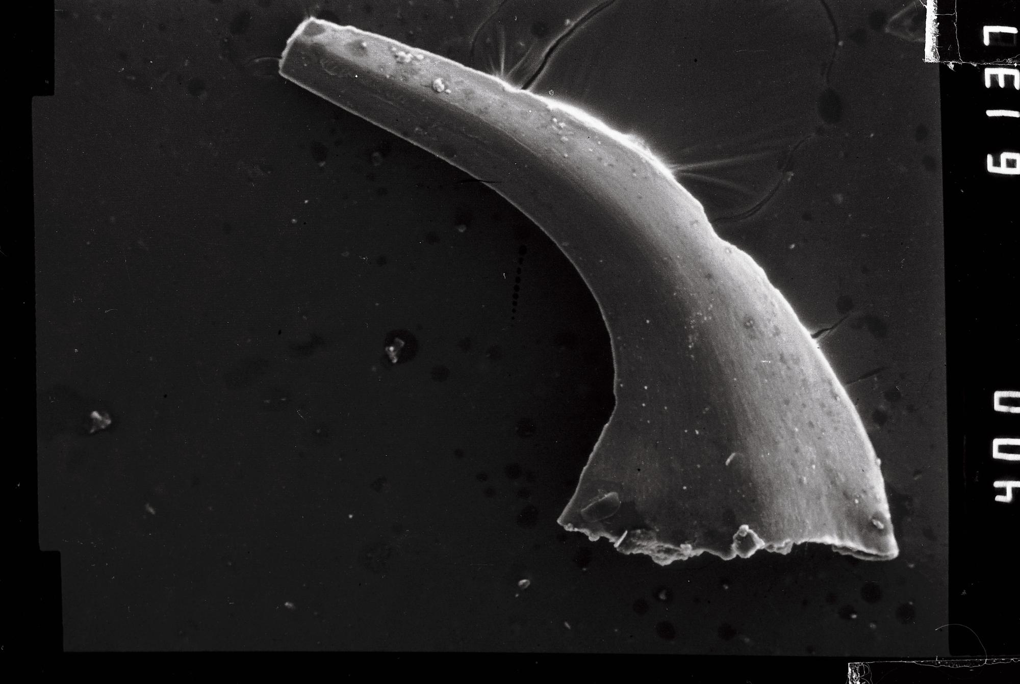 Rossodus | Fossiilid.info