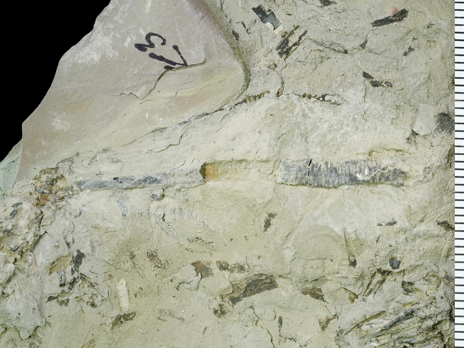 Hyolithellidae | Fossiilid.info