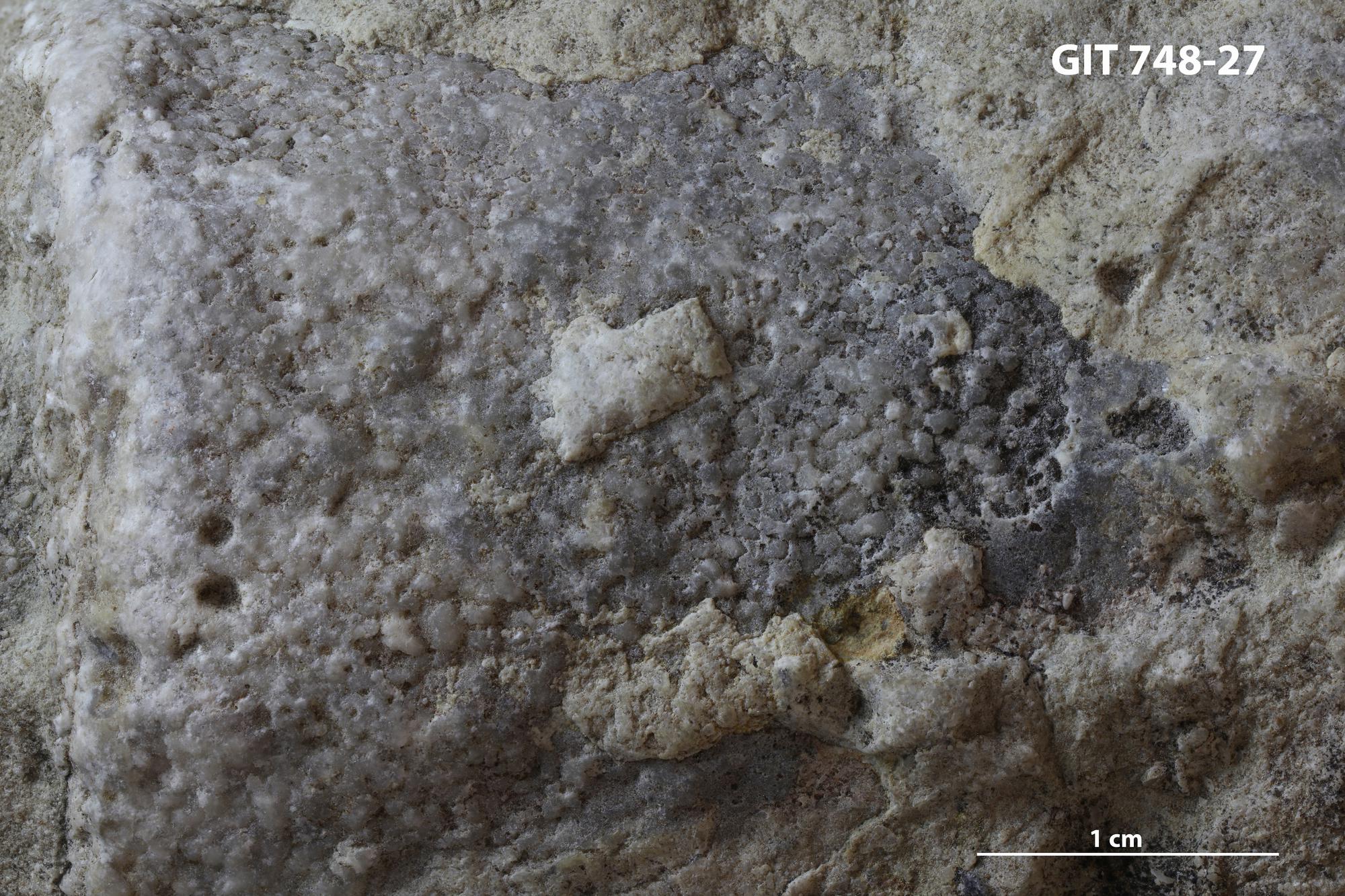 Stromatoporoidea | Fossiilid.info