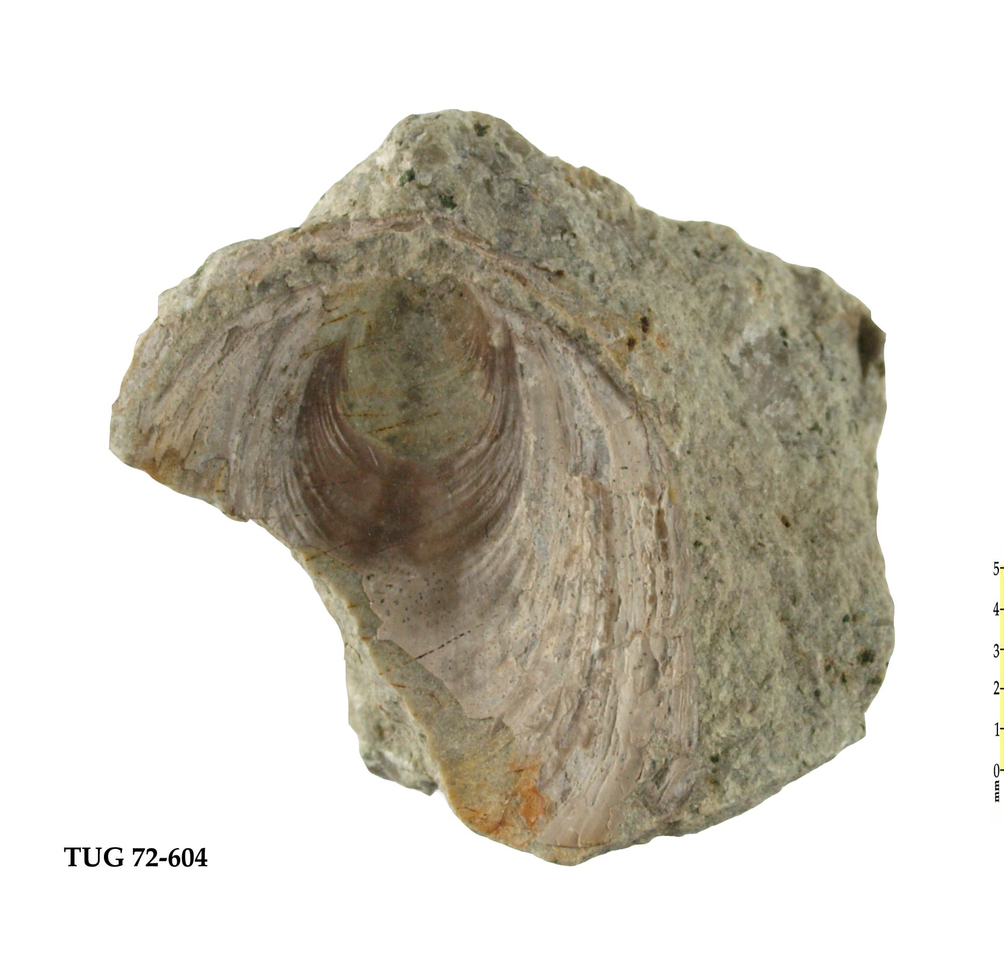 Lingula Fossil