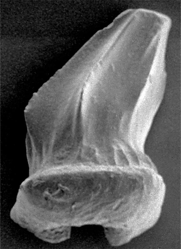 Thelodus traquairi | Fossiilid.info