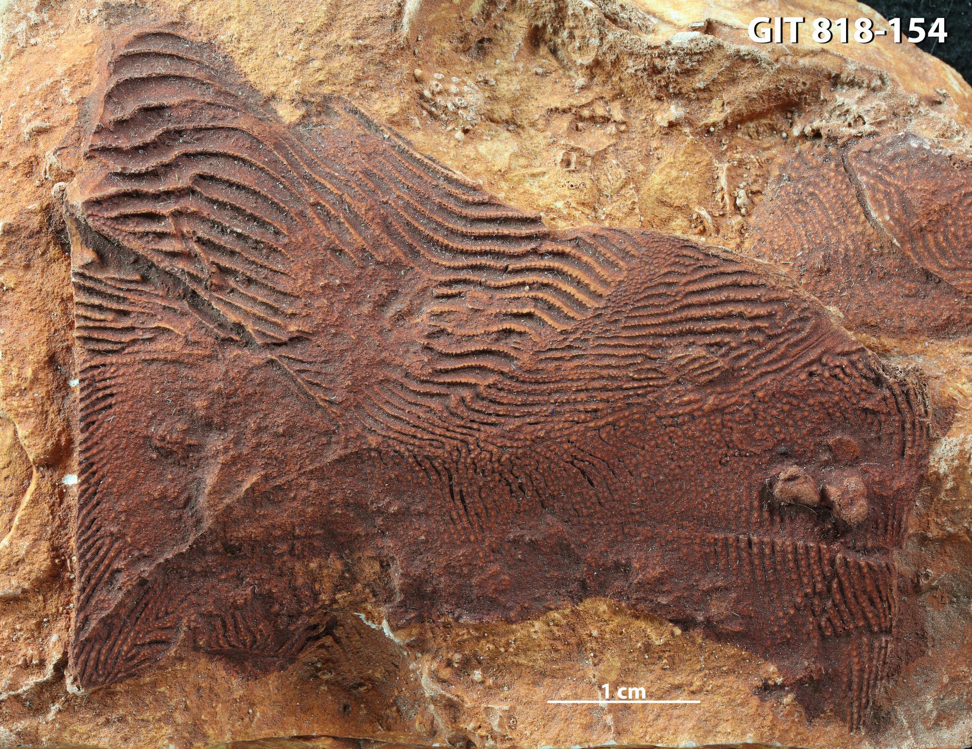 Wuttagoonaspididae | Fossiilid.info