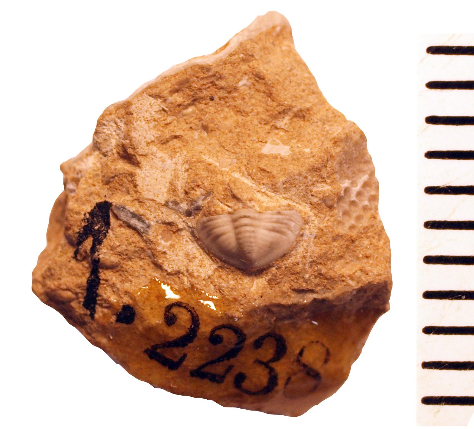 Basilicus | Fossiilid.info